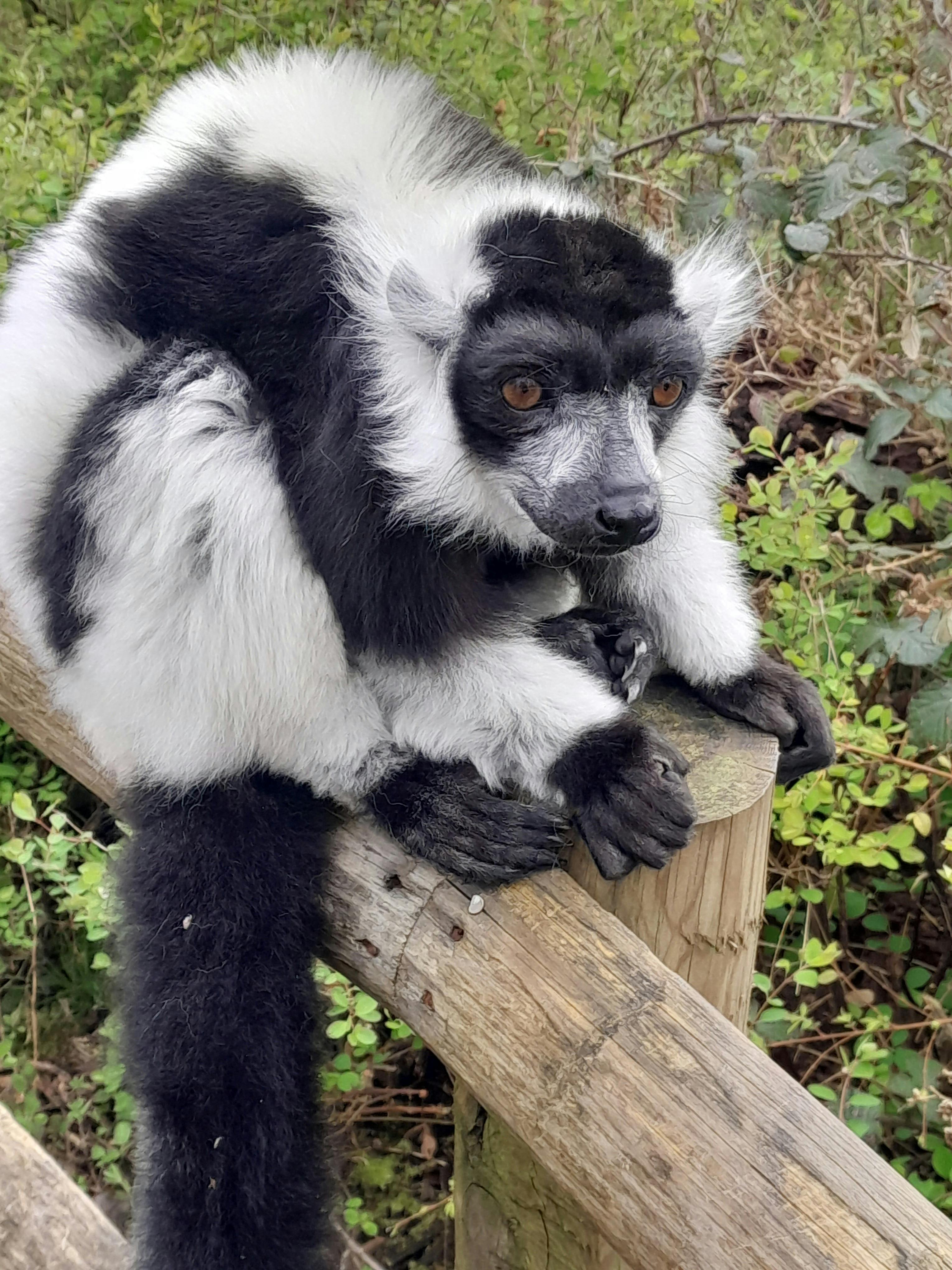 Duke Lemur Center Photos, Download The BEST Free Duke Lemur Center ...