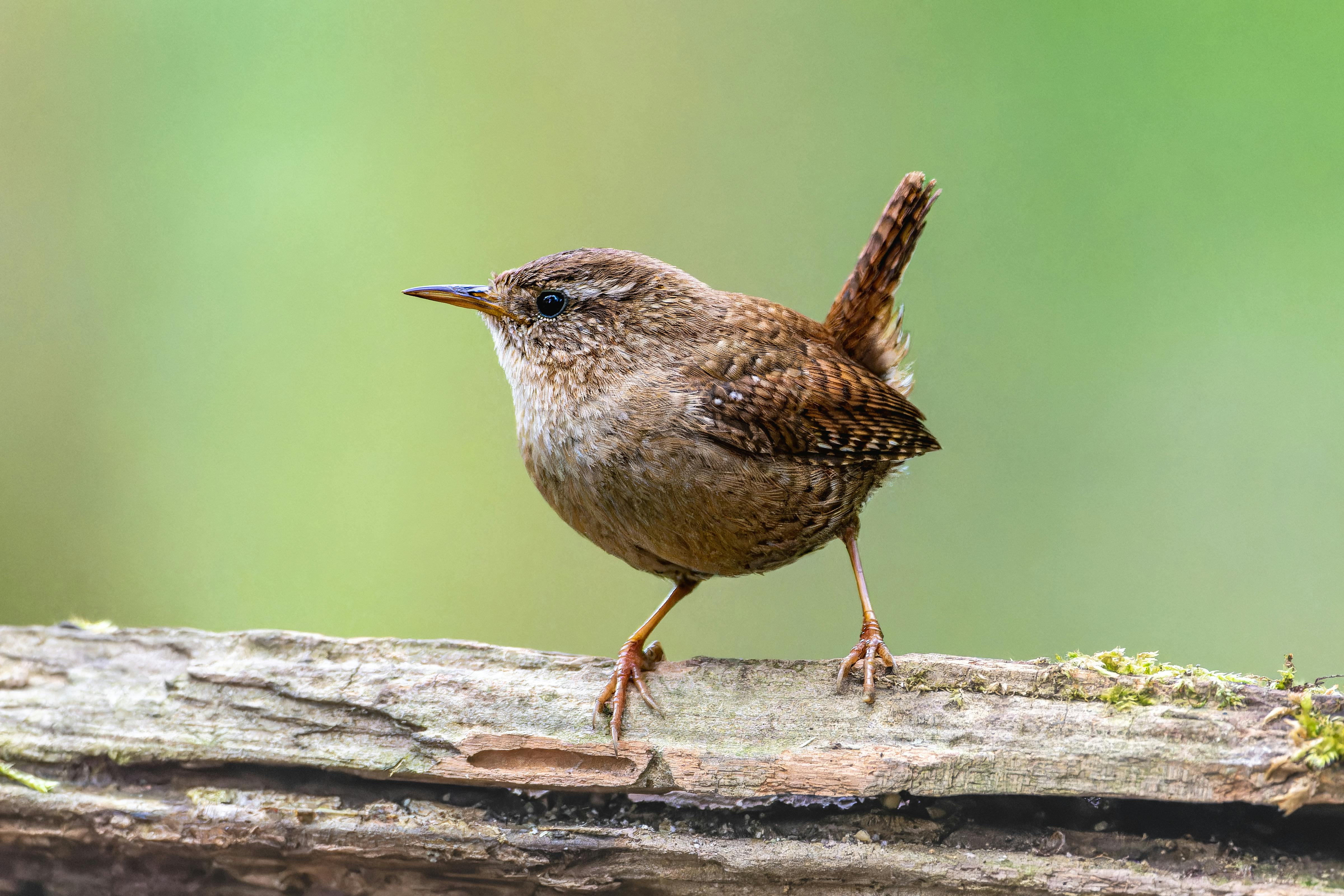 Wren Bird on a Tree · Free Stock Photo