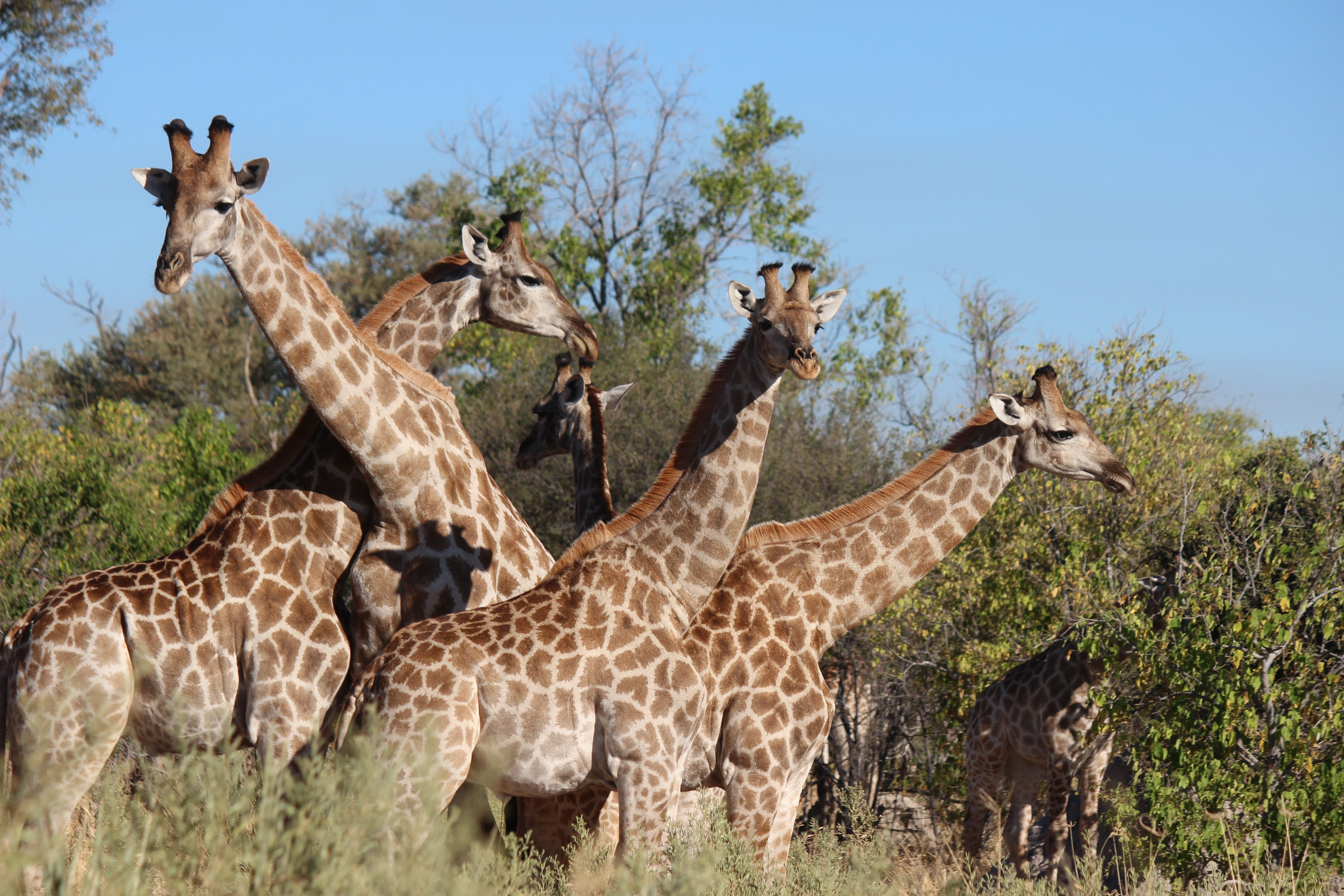 Giraffes in Nature · Free Stock Photo