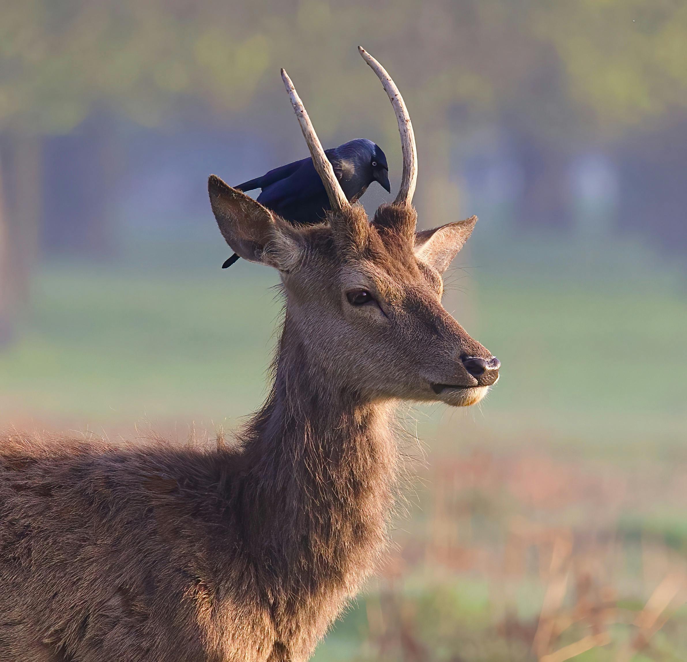 Brown Deer Near Tree · Free Stock Photo