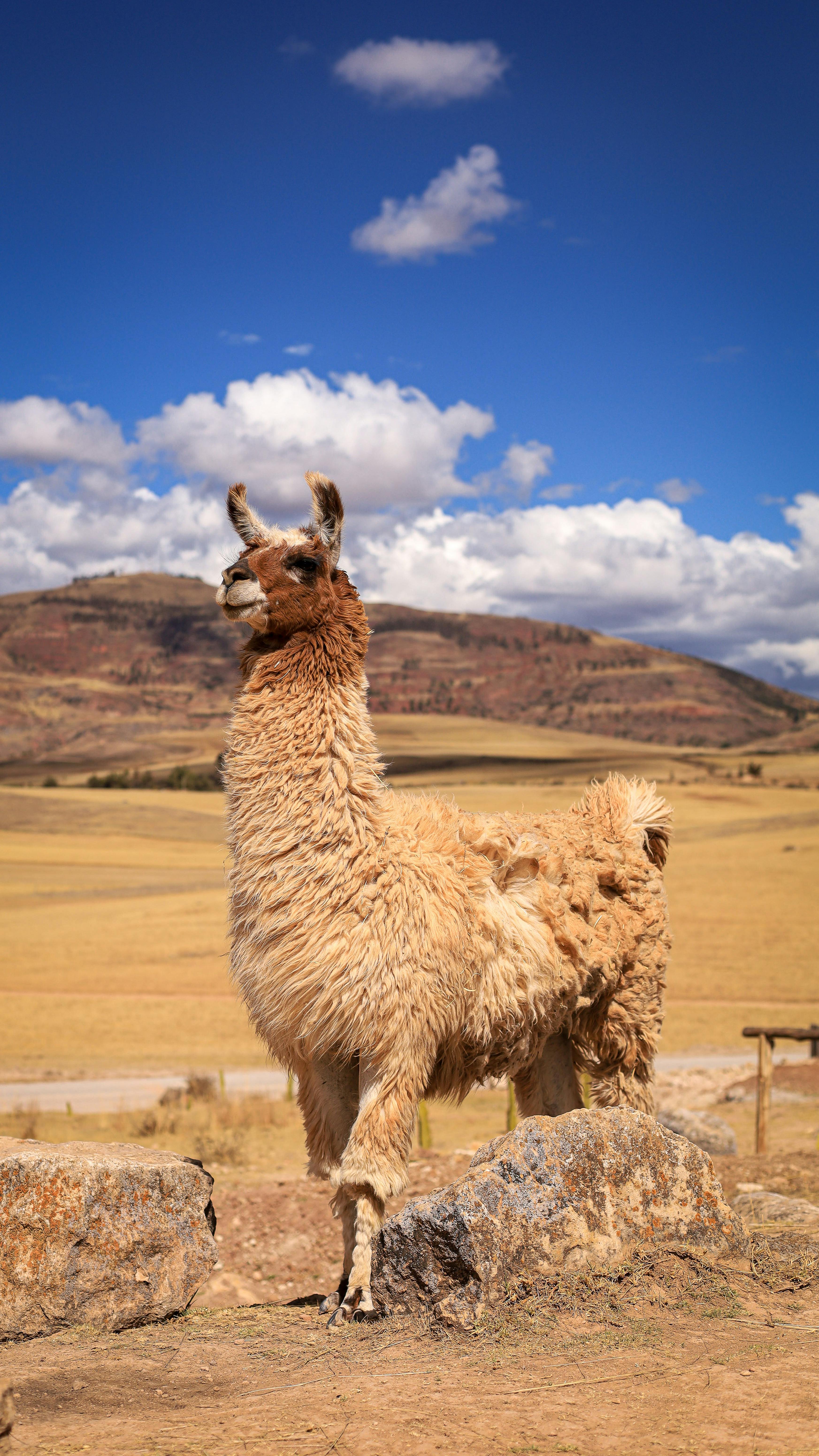 Llama · Free Stock Photo