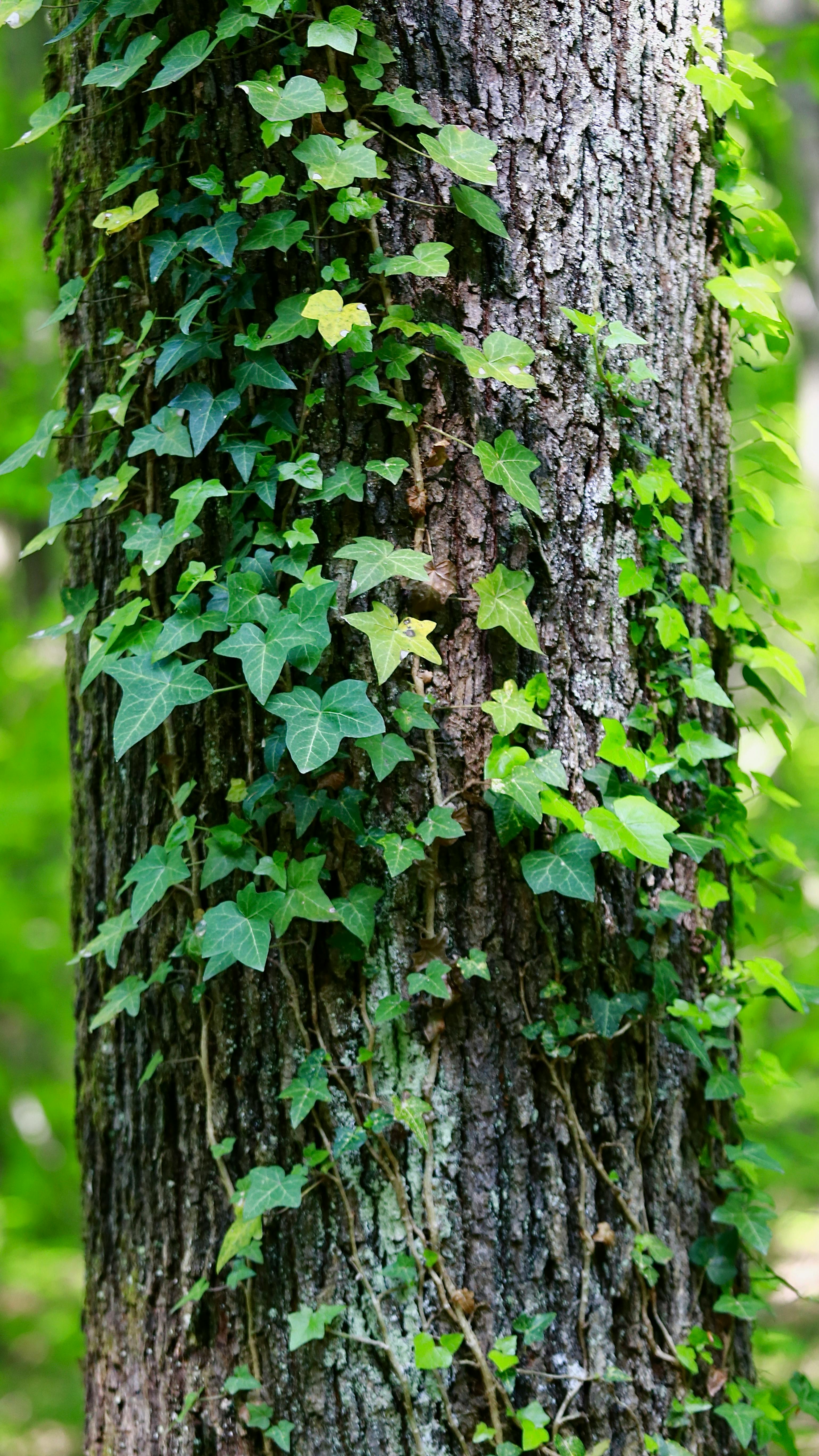 Photo of Tree Leaves · Free Stock Photo
