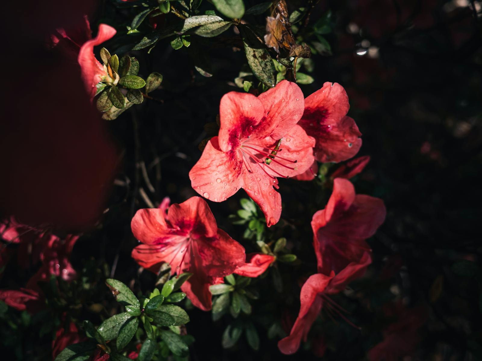 Red Rhododendrons Photos, Download The BEST Free Red Rhododendrons ...