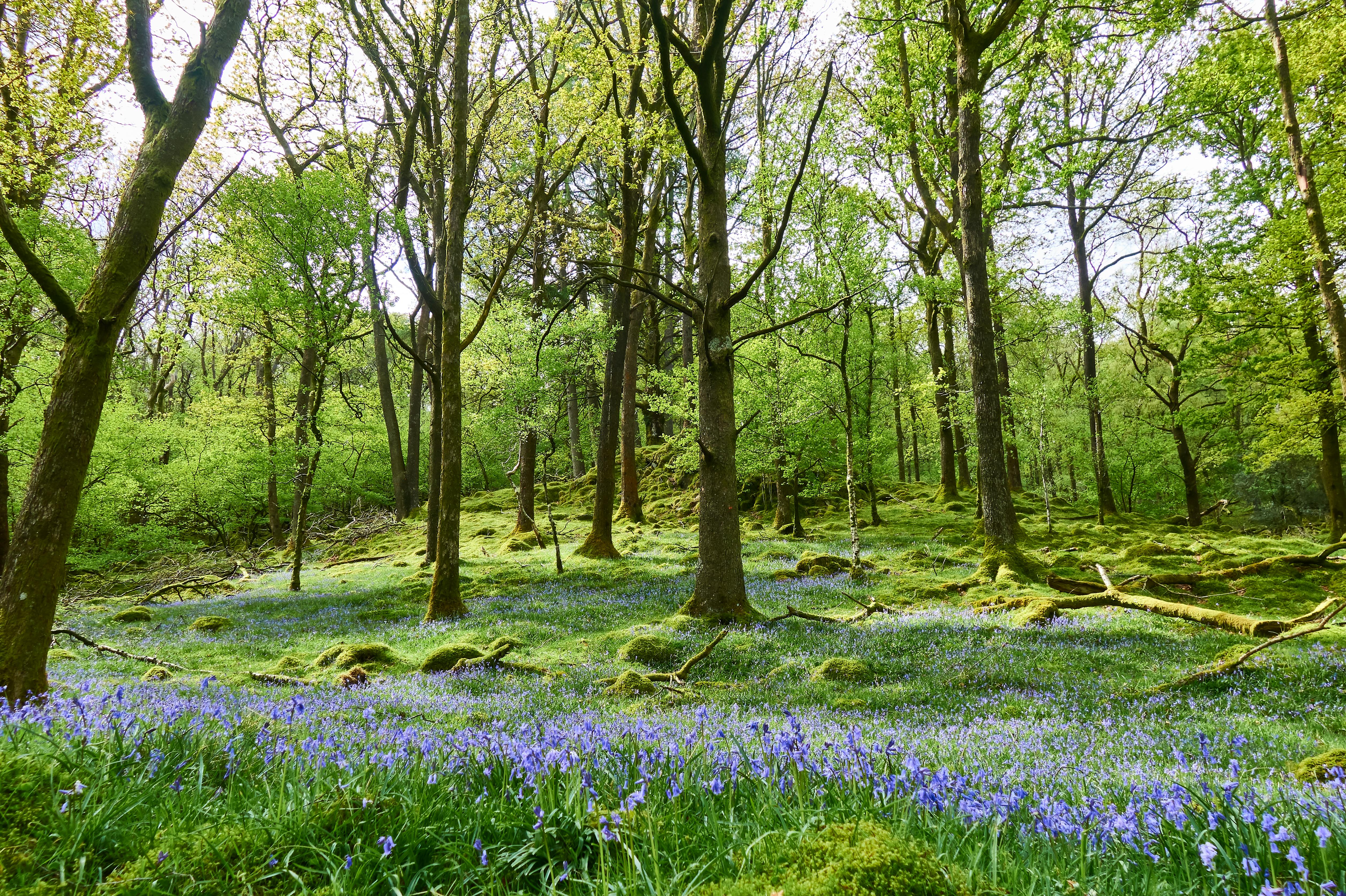 Flowers in Forest · Free Stock Photo