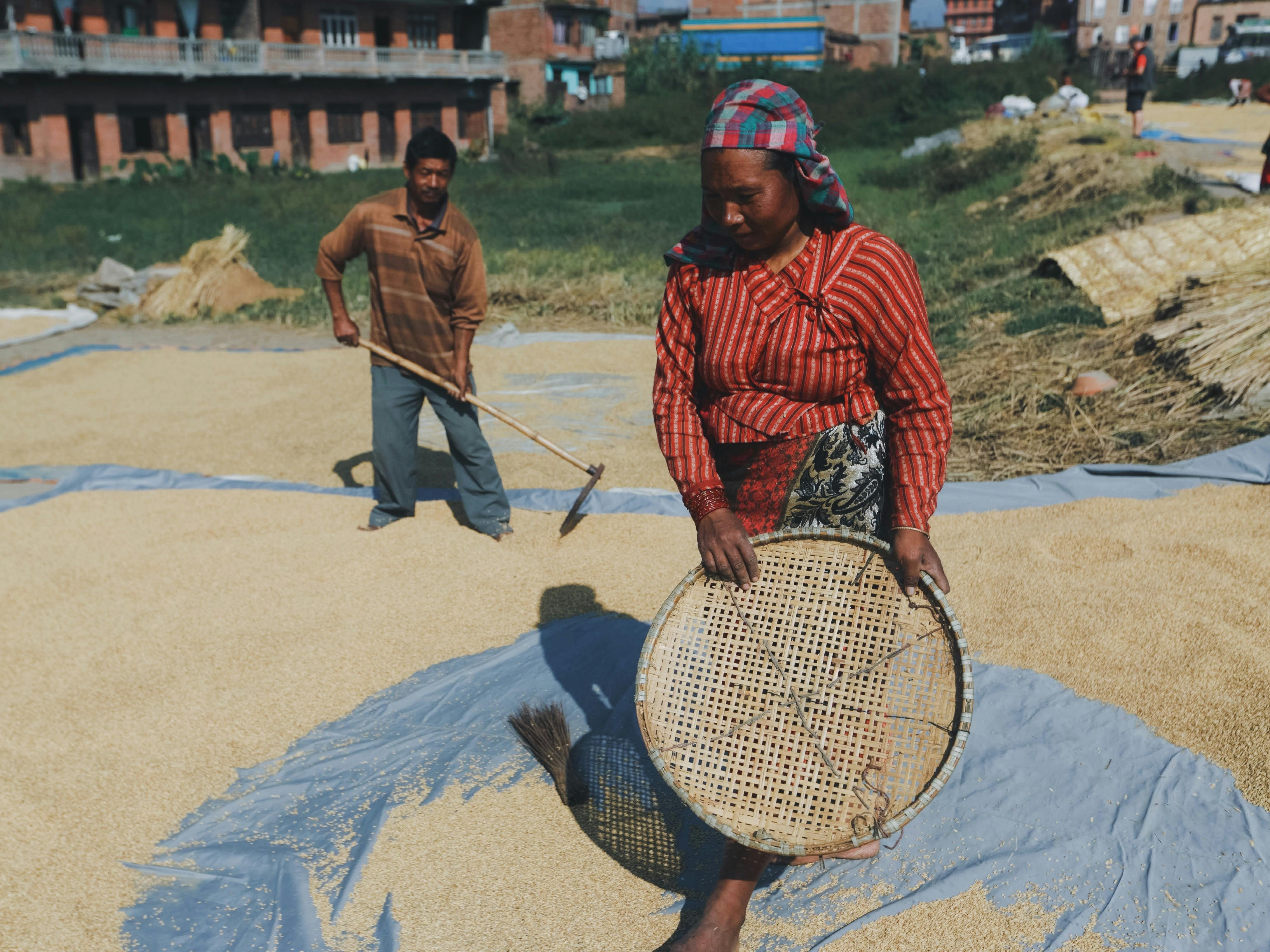 Photo of Farmers Sieving Crops with Traditional Tools · Free Stock Photo
