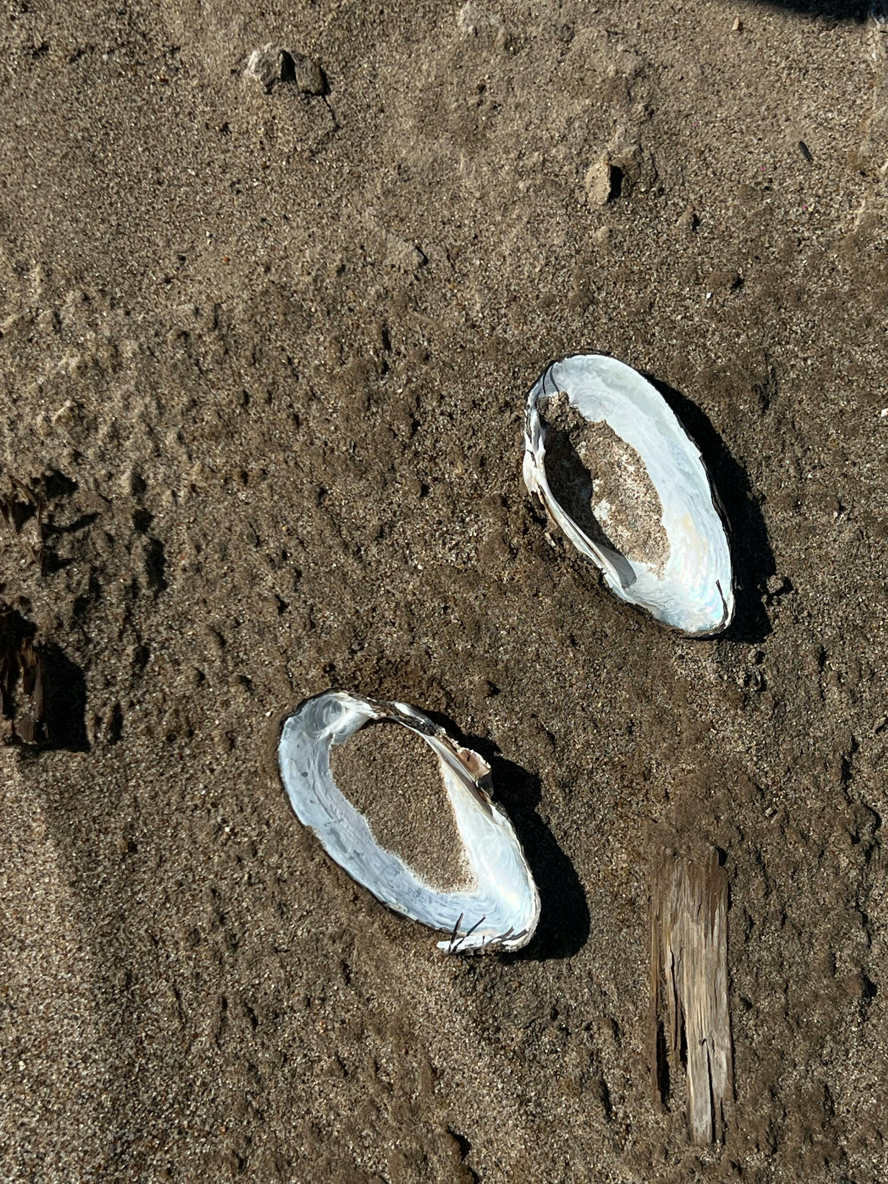 Mussel Byssus Photos, Download The BEST Free Mussel Byssus Stock Photos ...