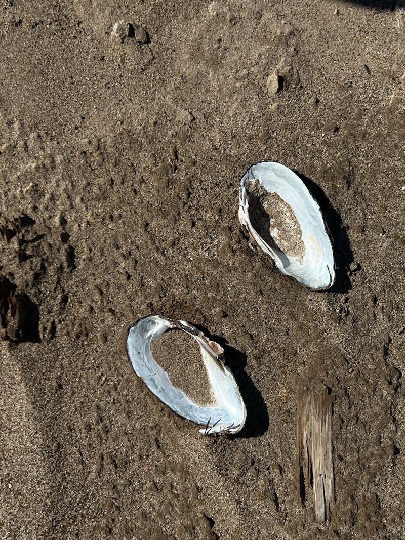 Mussel Shell Photos, Download The BEST Free Mussel Shell Stock Photos ...