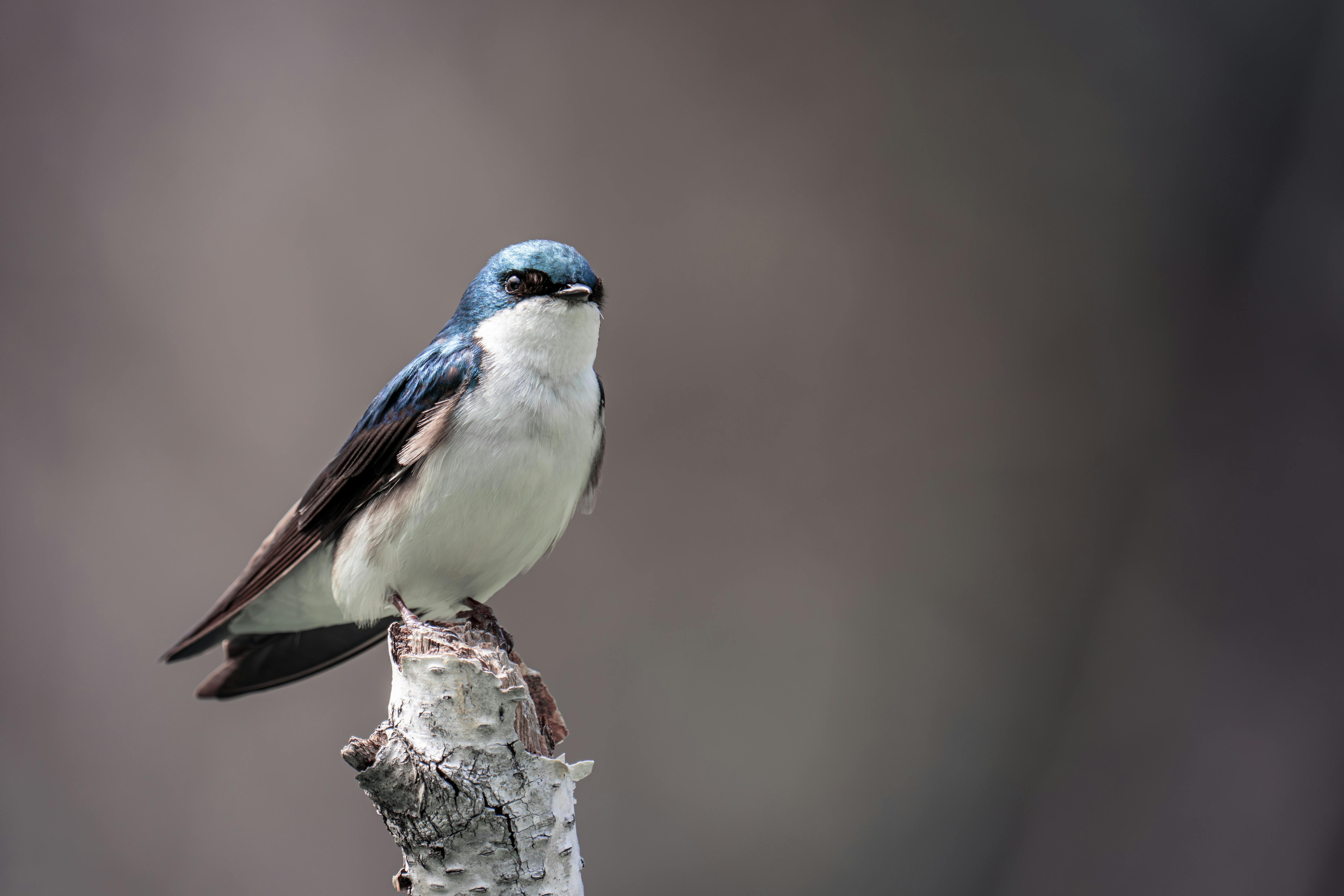 Close up of Tree Swallow · Free Stock Photo
