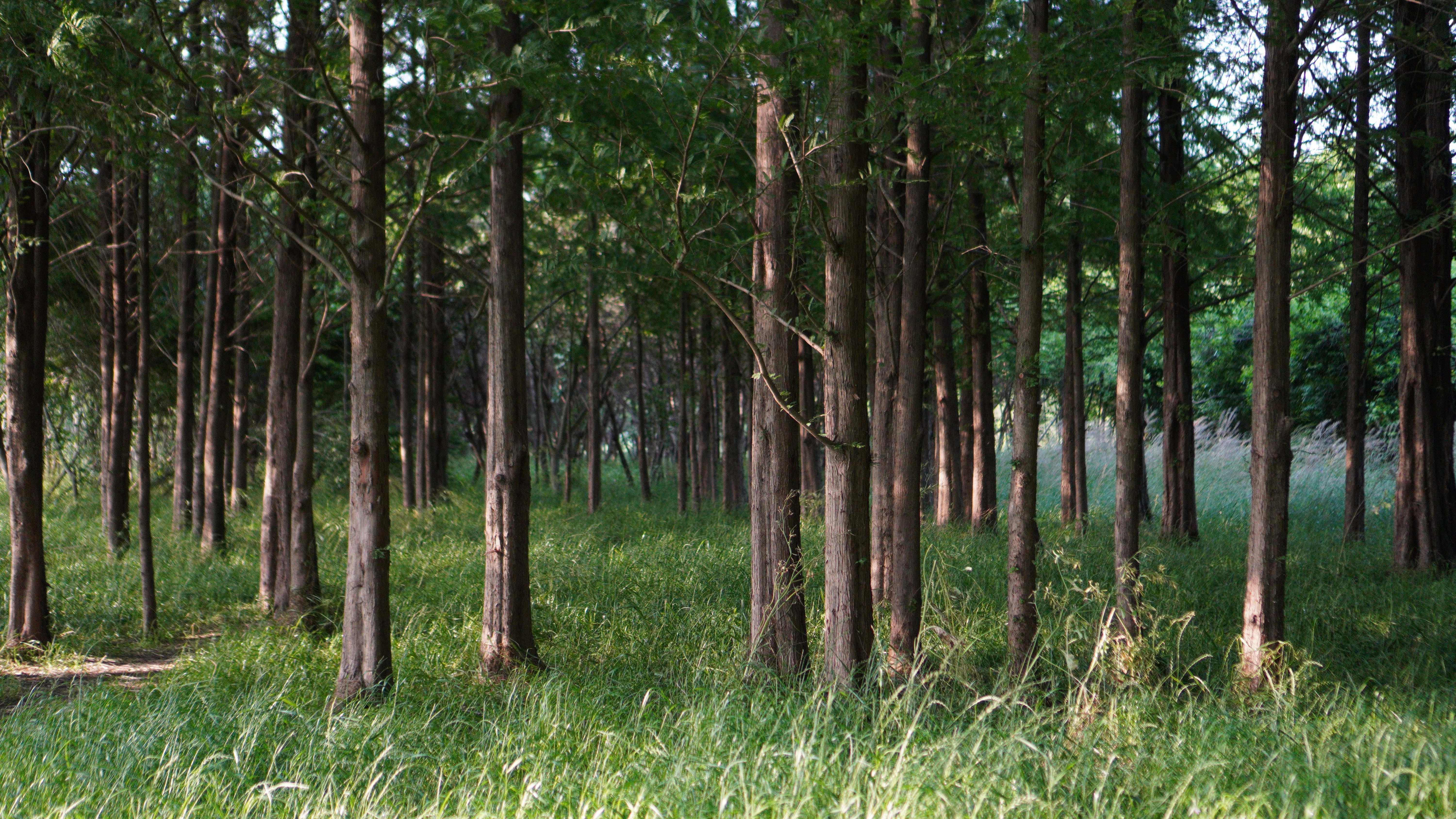 Korean Soil Photos, Download The BEST Free Korean Soil Stock Photos ...