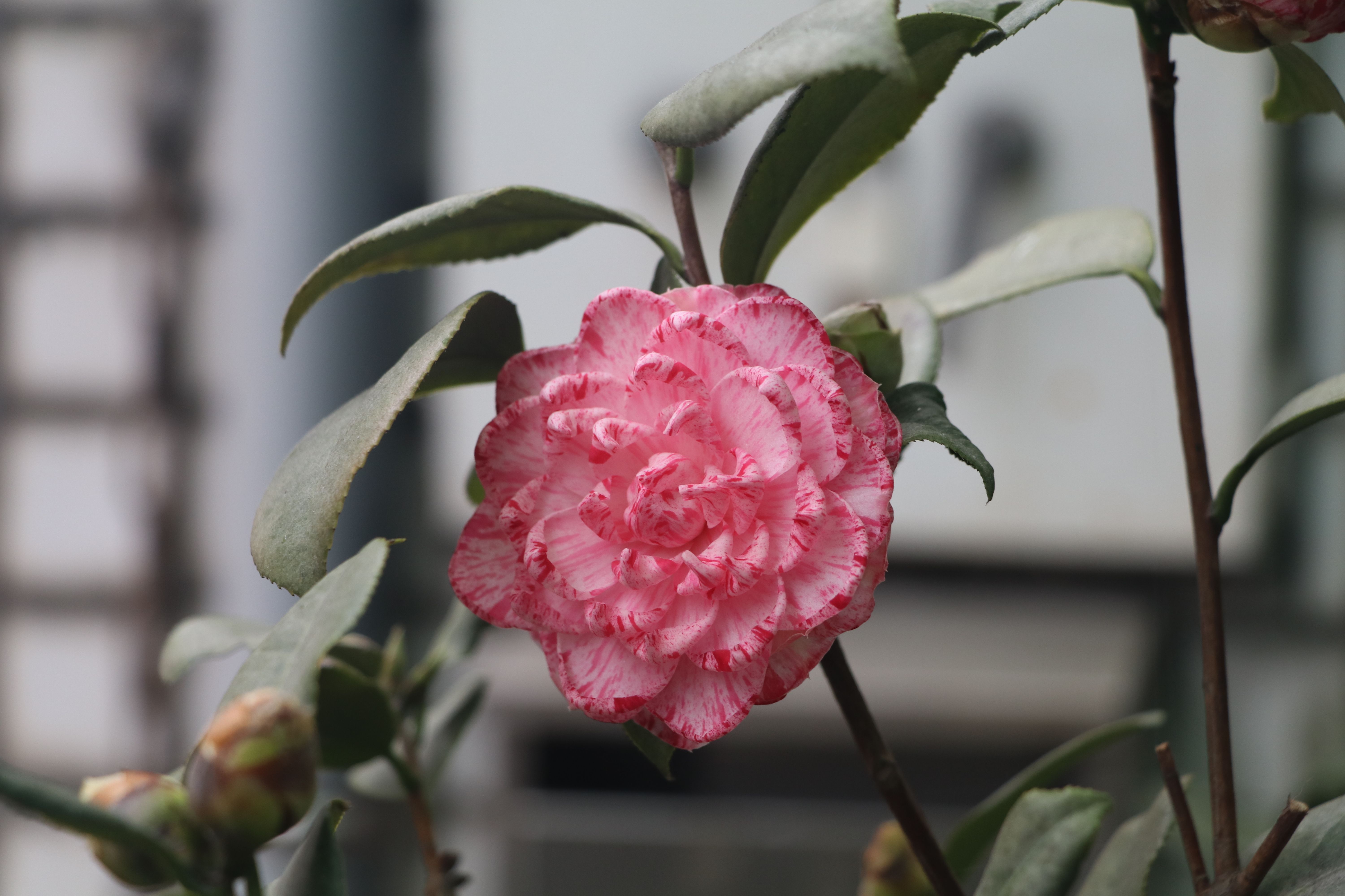 Camellia Flowers in Bloom · Free Stock Photo