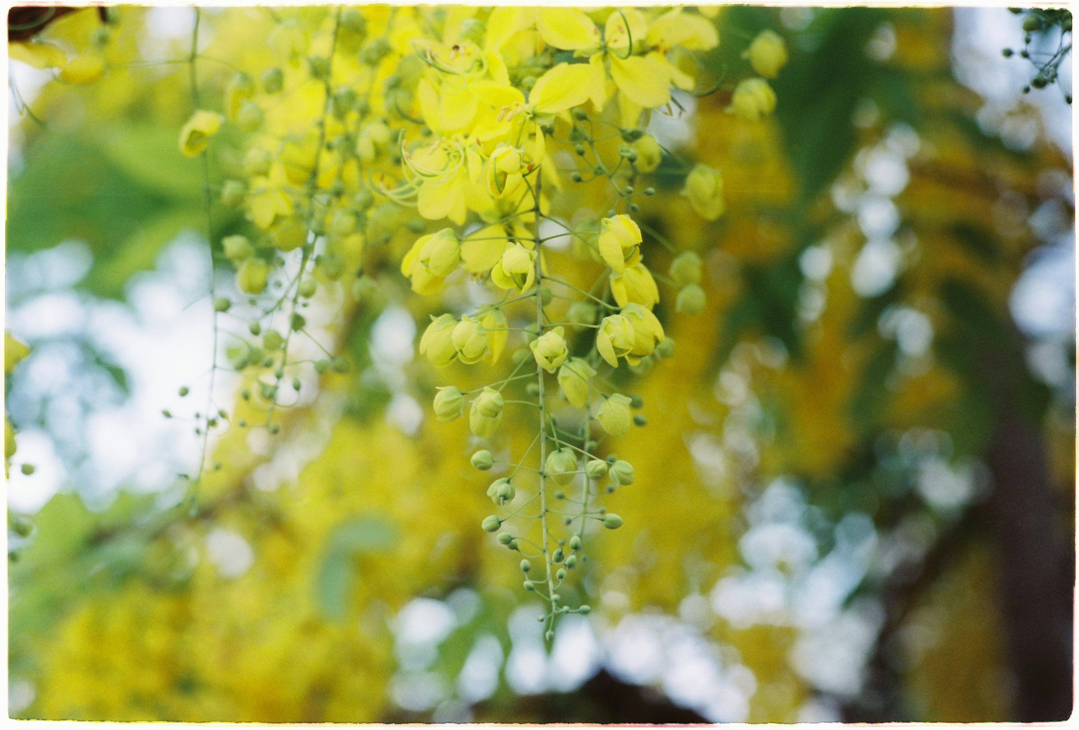 Close-Up Photography of Yellow Flowers · Free Stock Photo