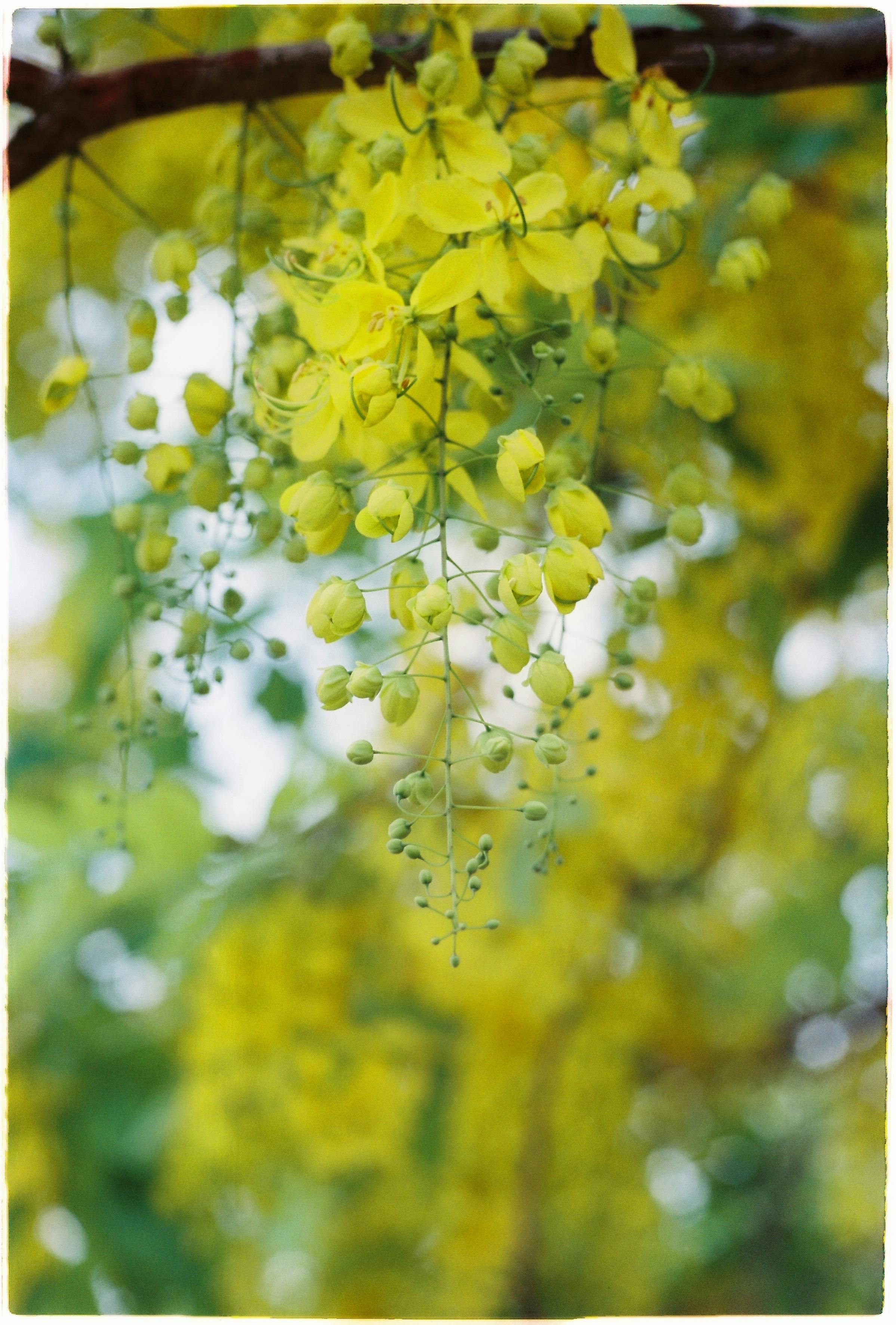 Close-Up Photography of Yellow Flowers · Free Stock Photo