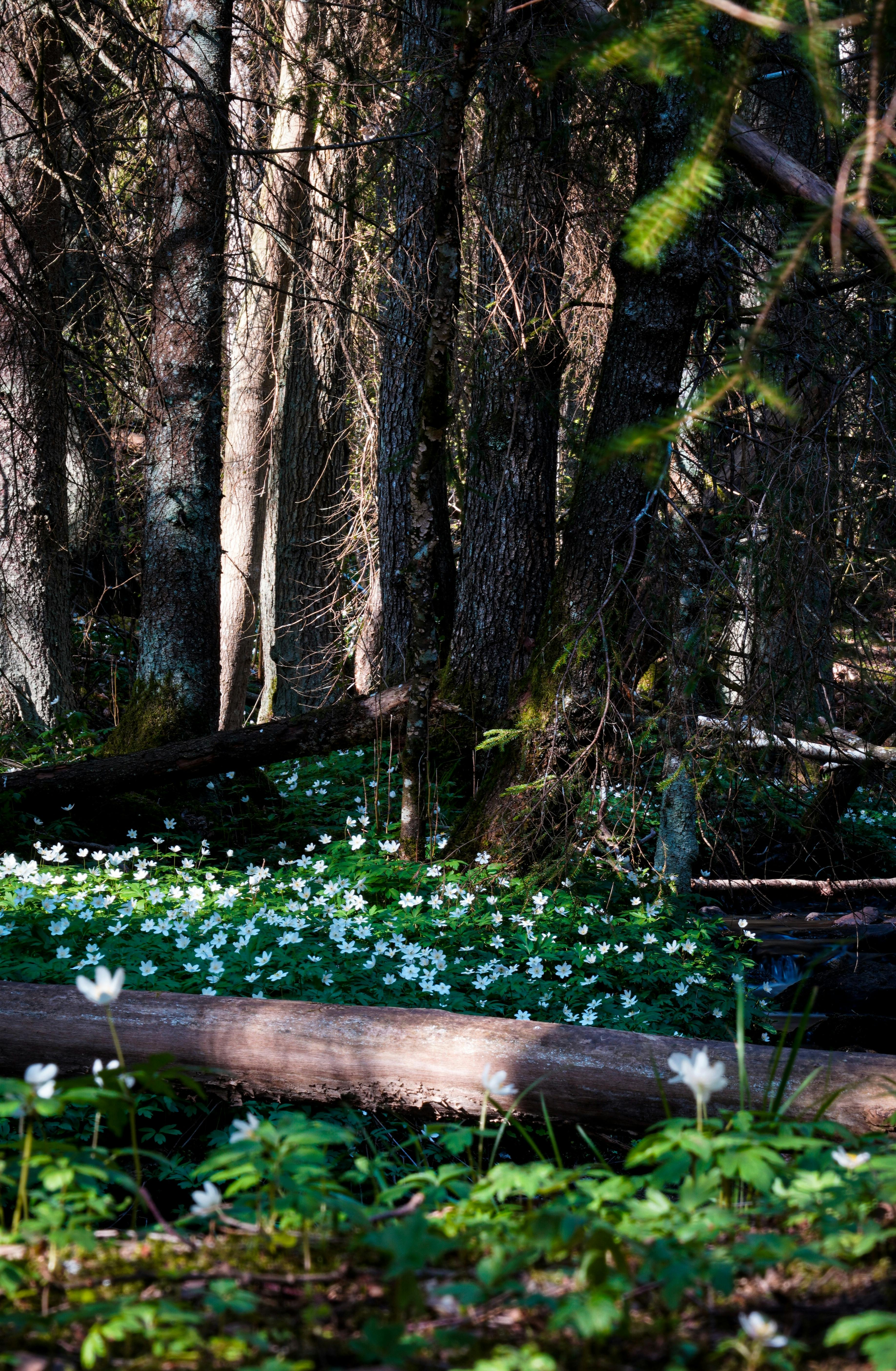 White Windflowers in the Forest · Free Stock Photo
