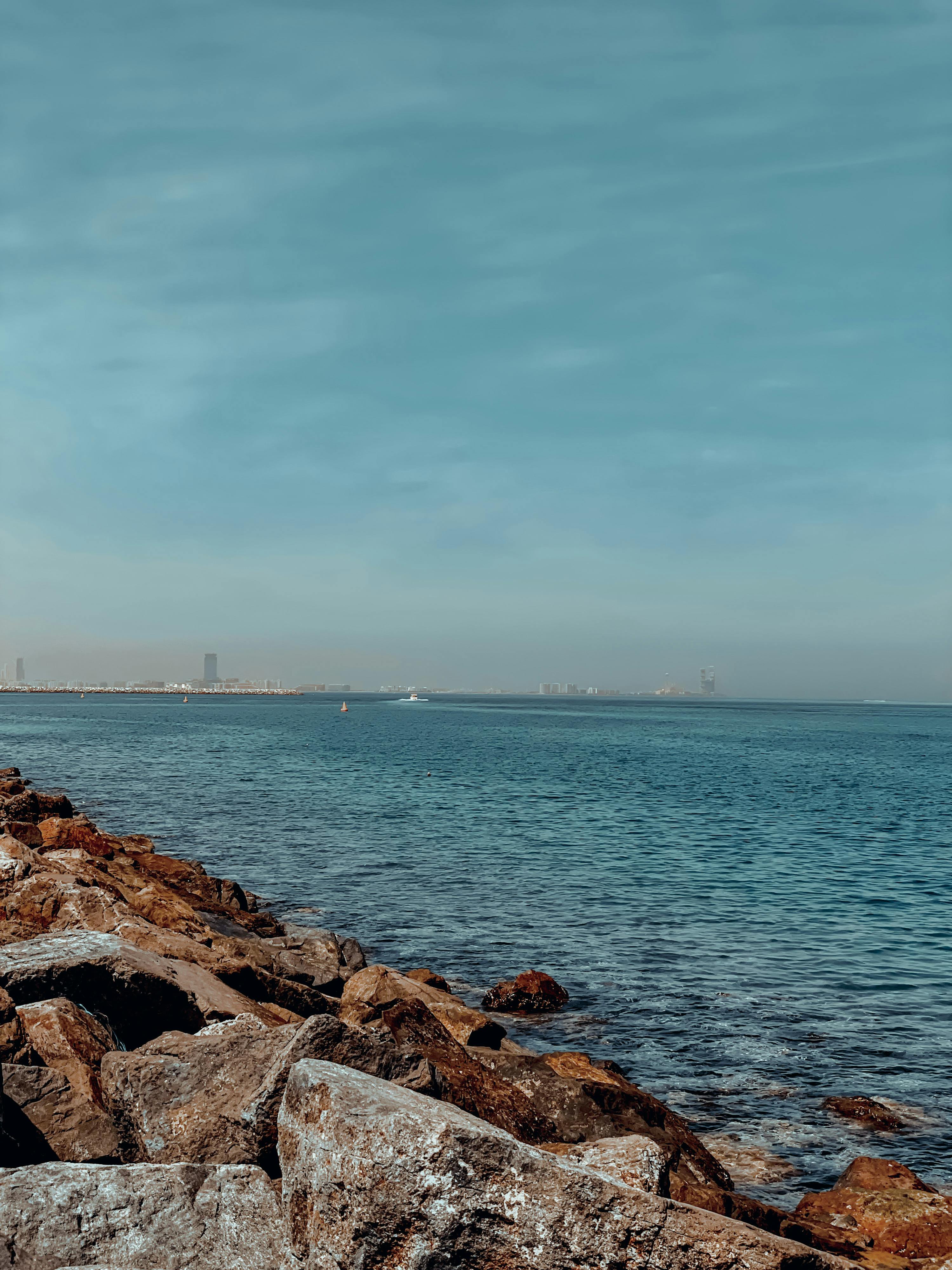 Yellow Flowers on Sea Shore · Free Stock Photo