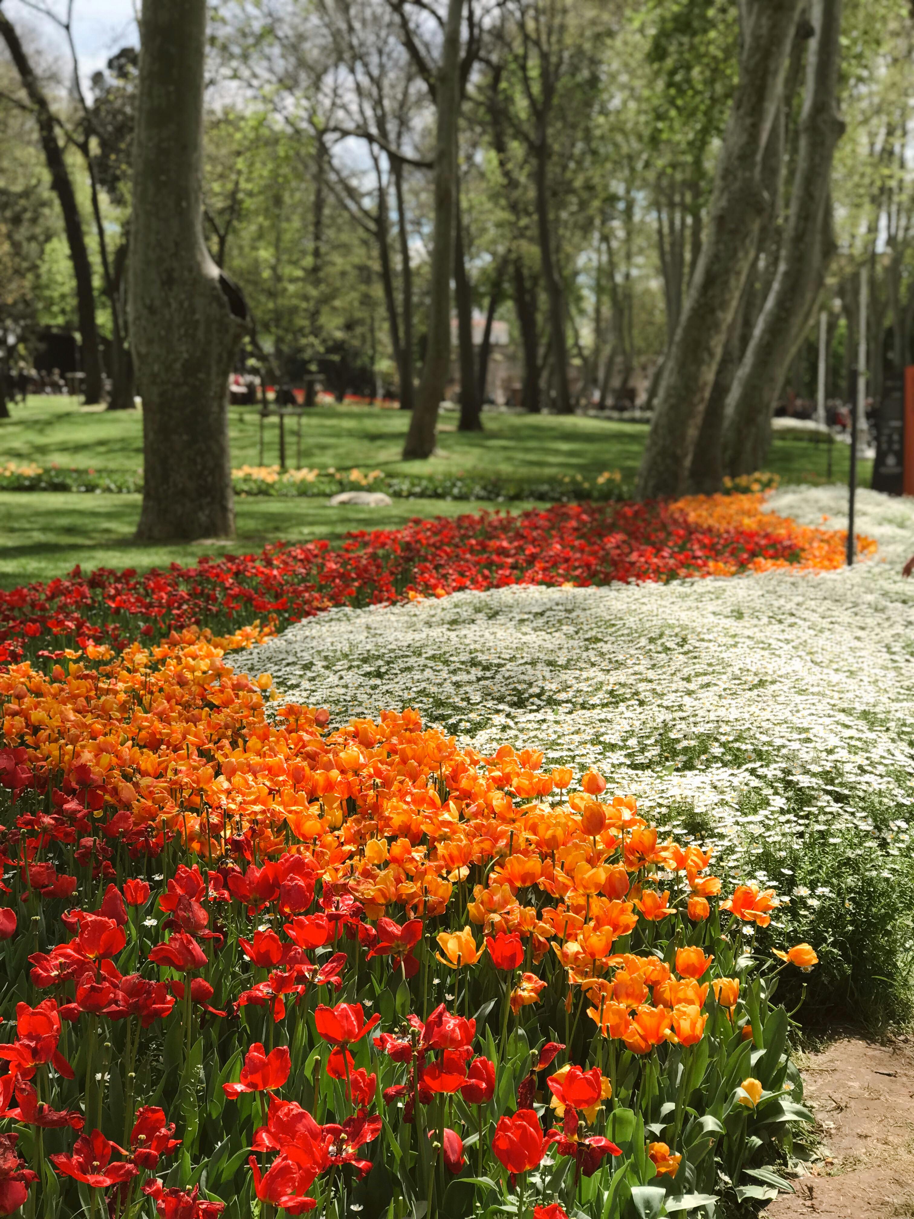 Colorful Flowerbeds in Park · Free Stock Photo