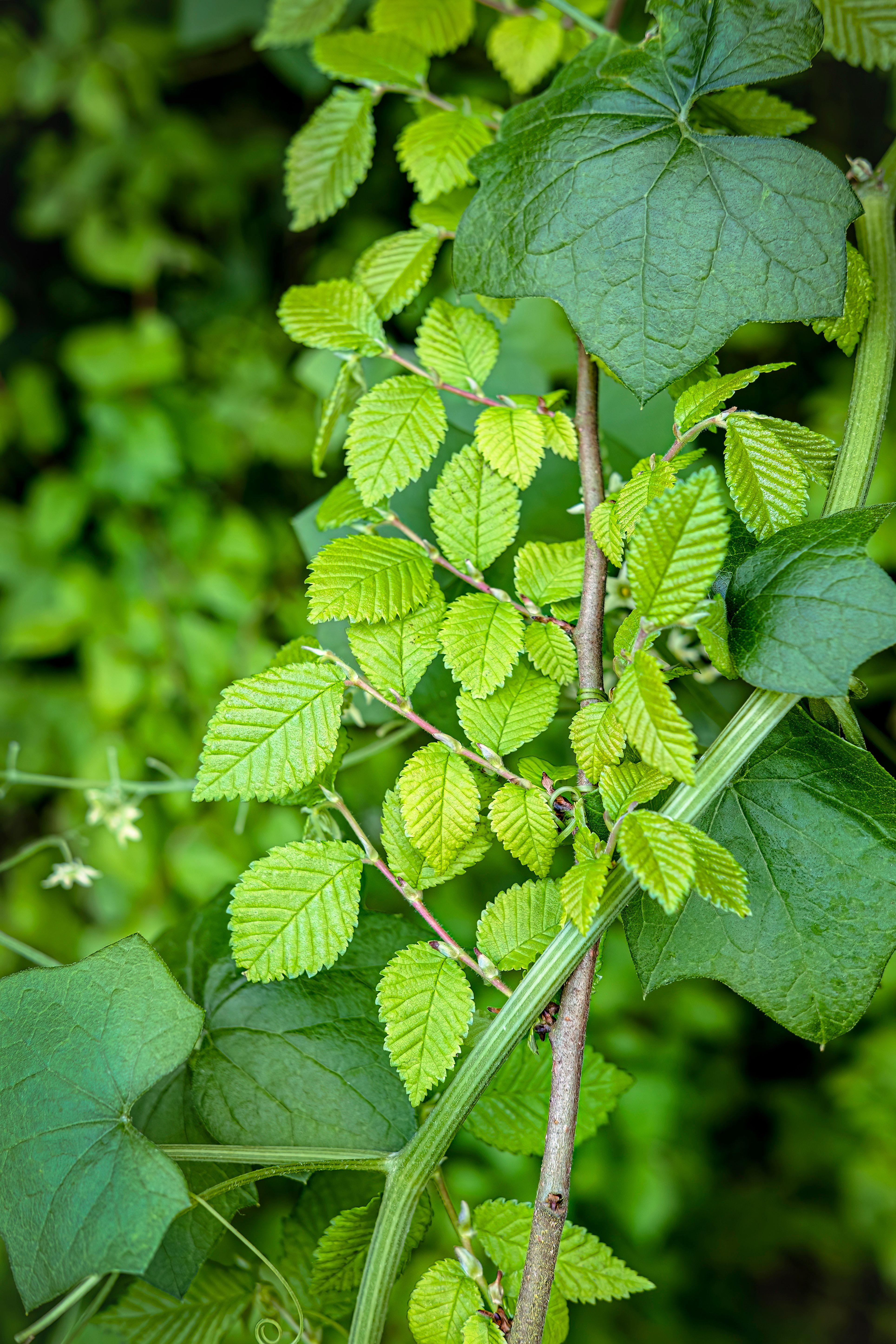 Close up of Thin, Green Leaves · Free Stock Photo