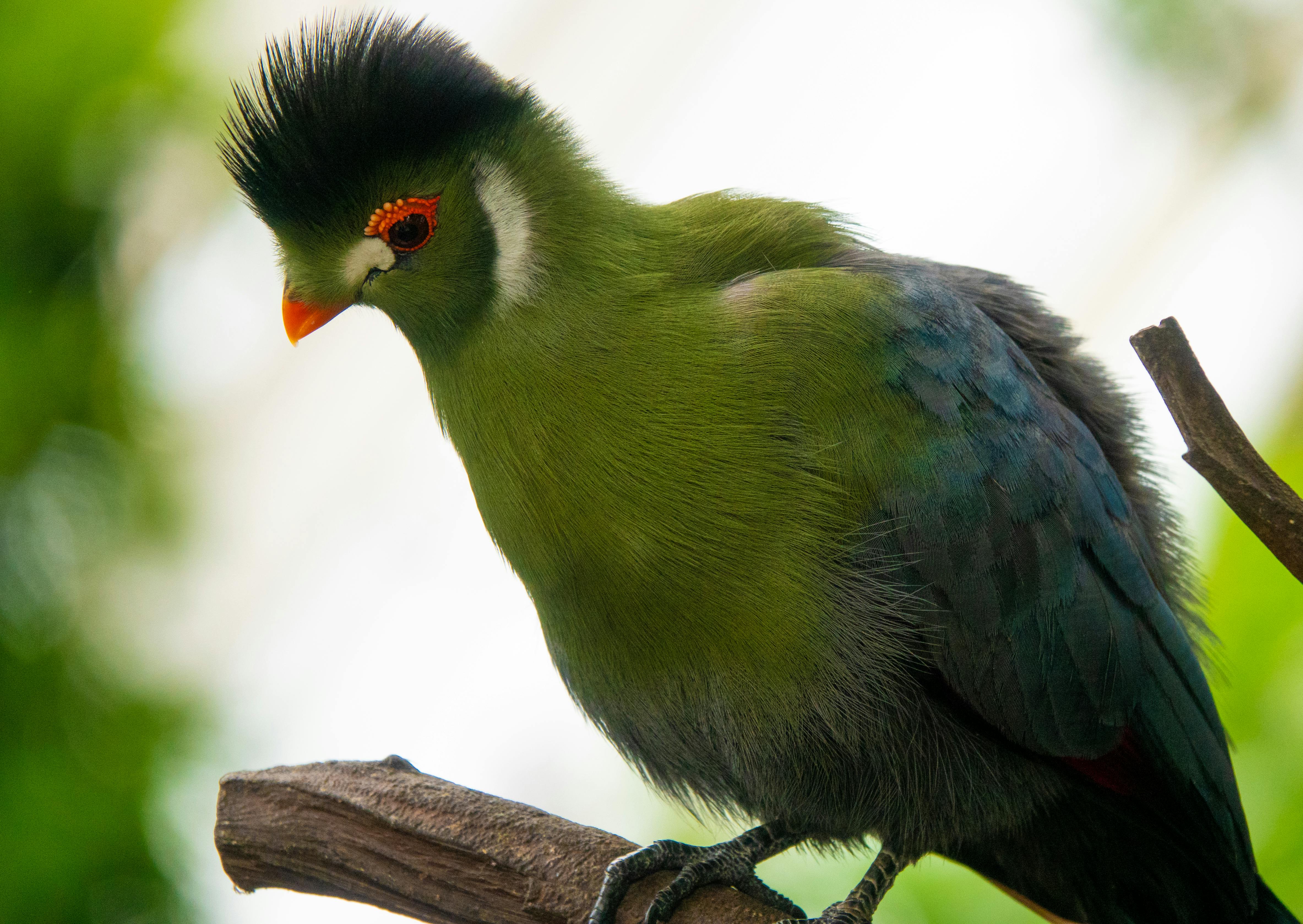 Close up of Turaco · Free Stock Photo