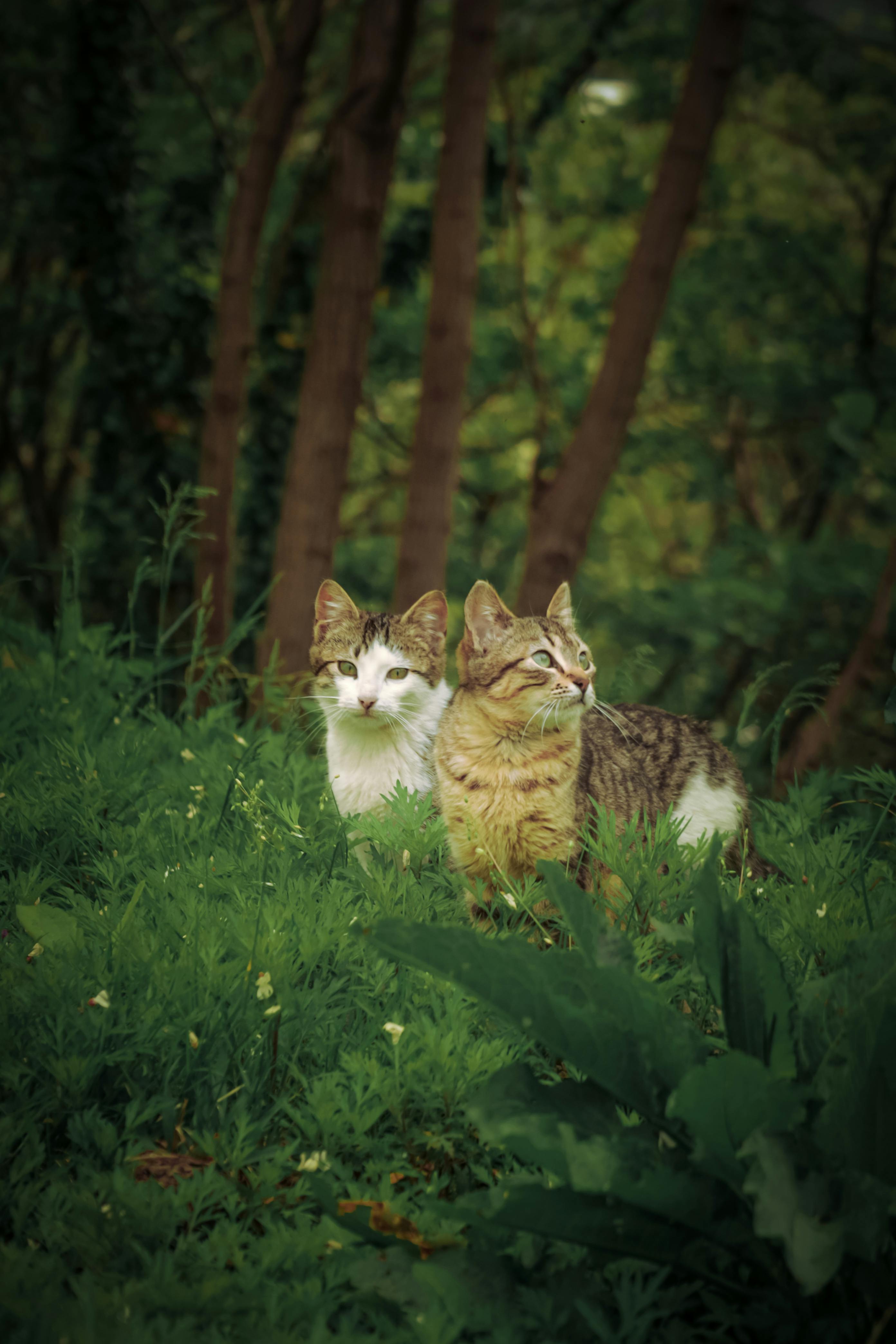 Cats among Plants · Free Stock Photo