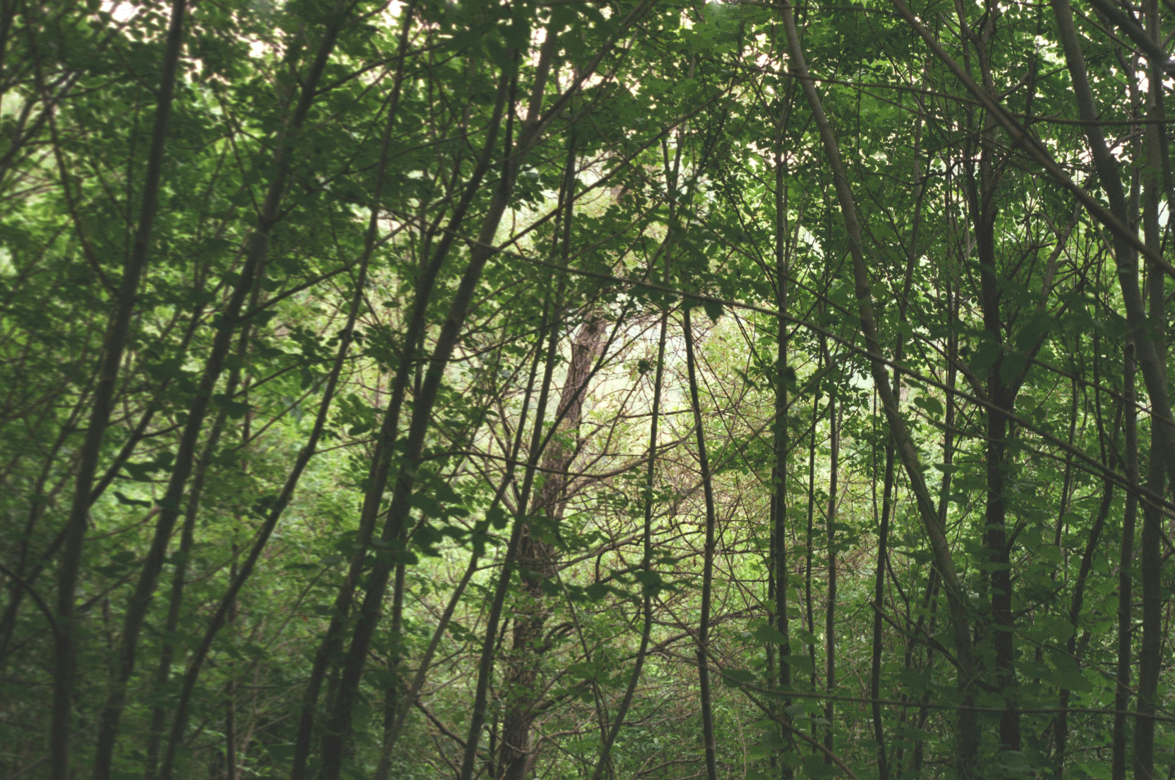Trees in a Forest · Free Stock Photo