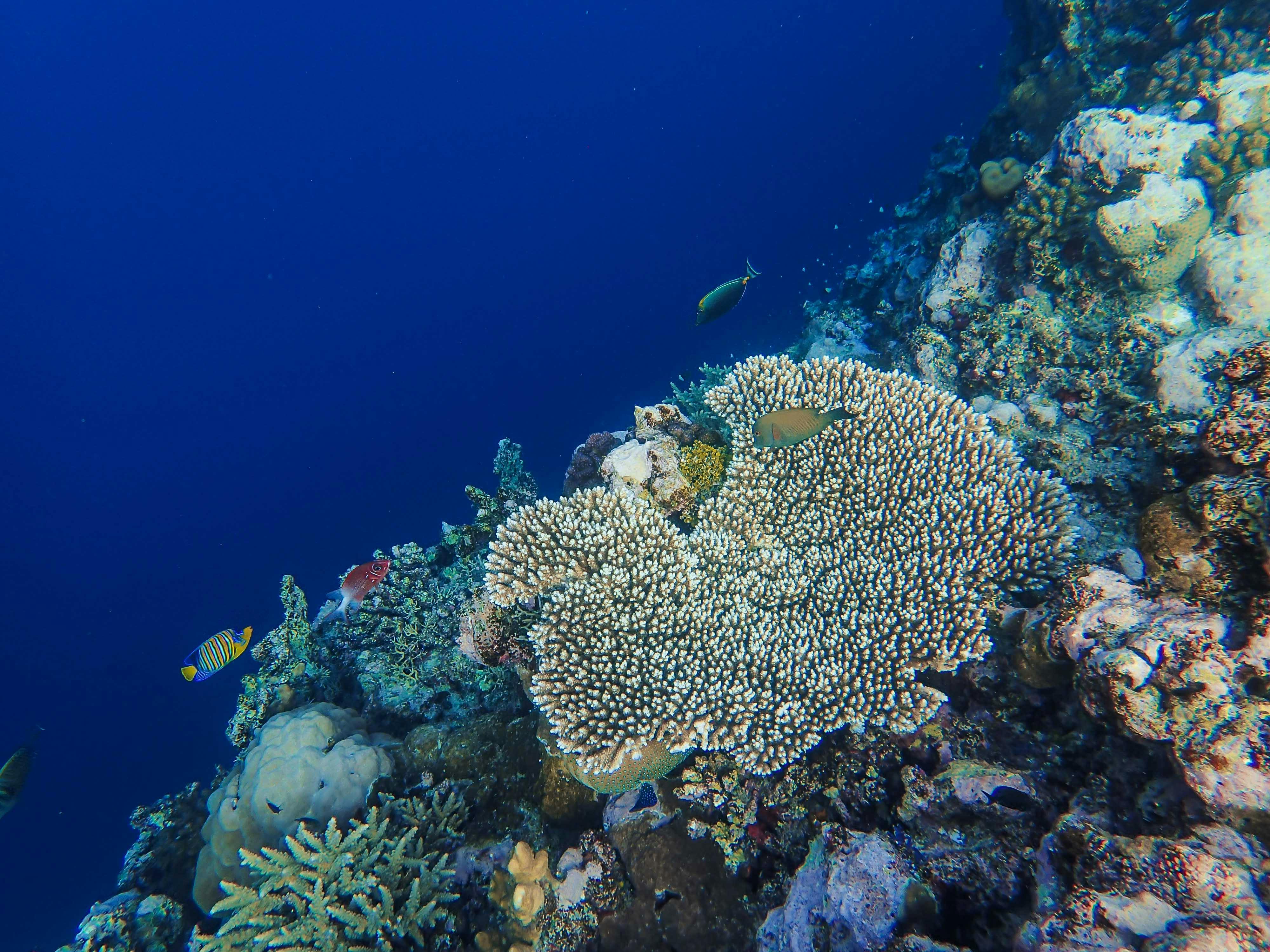 A Tropical Reef Underwater · Free Stock Photo