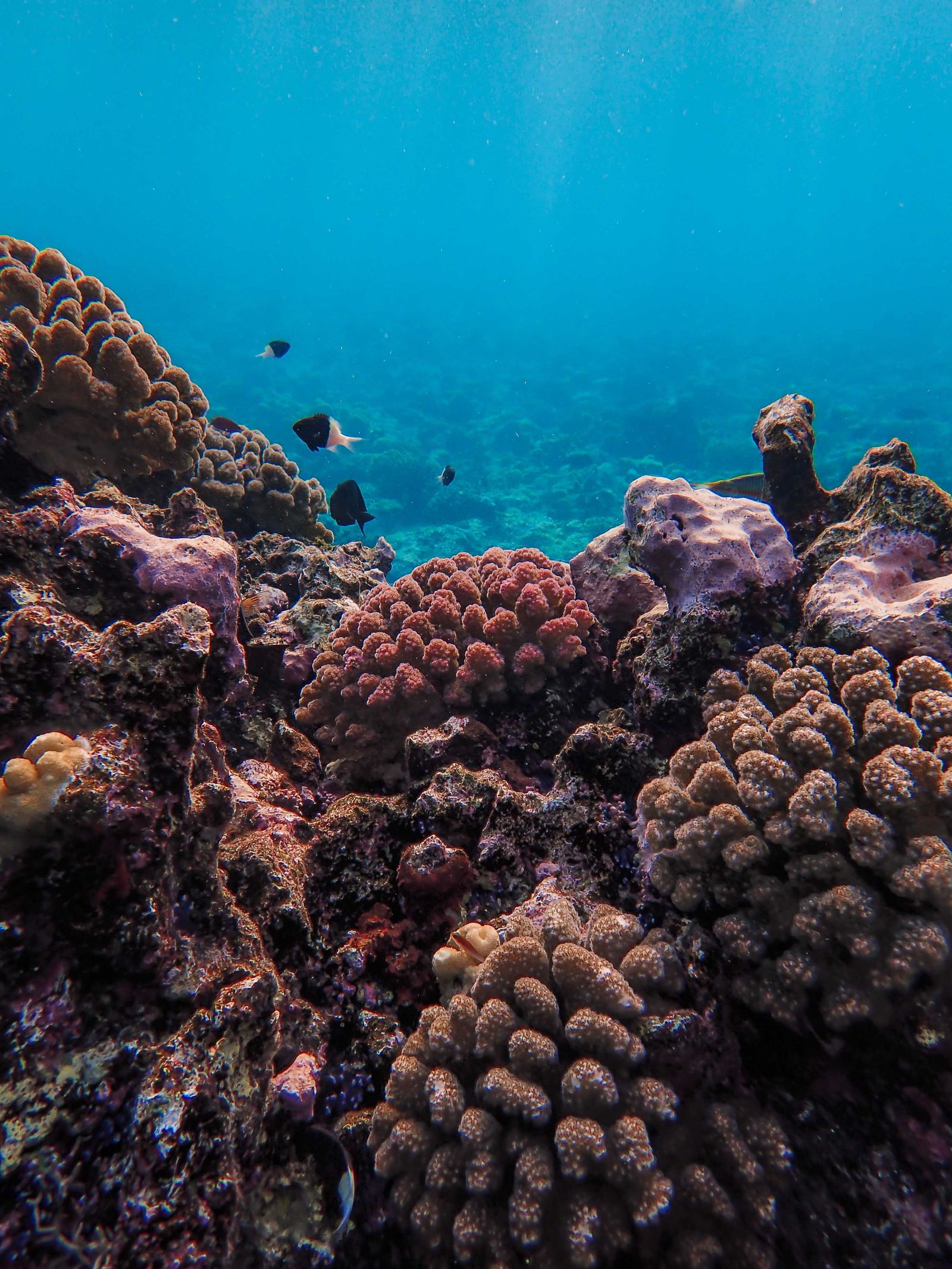 Underwater Topo Maps Photos, Download The BEST Free Underwater Topo ...