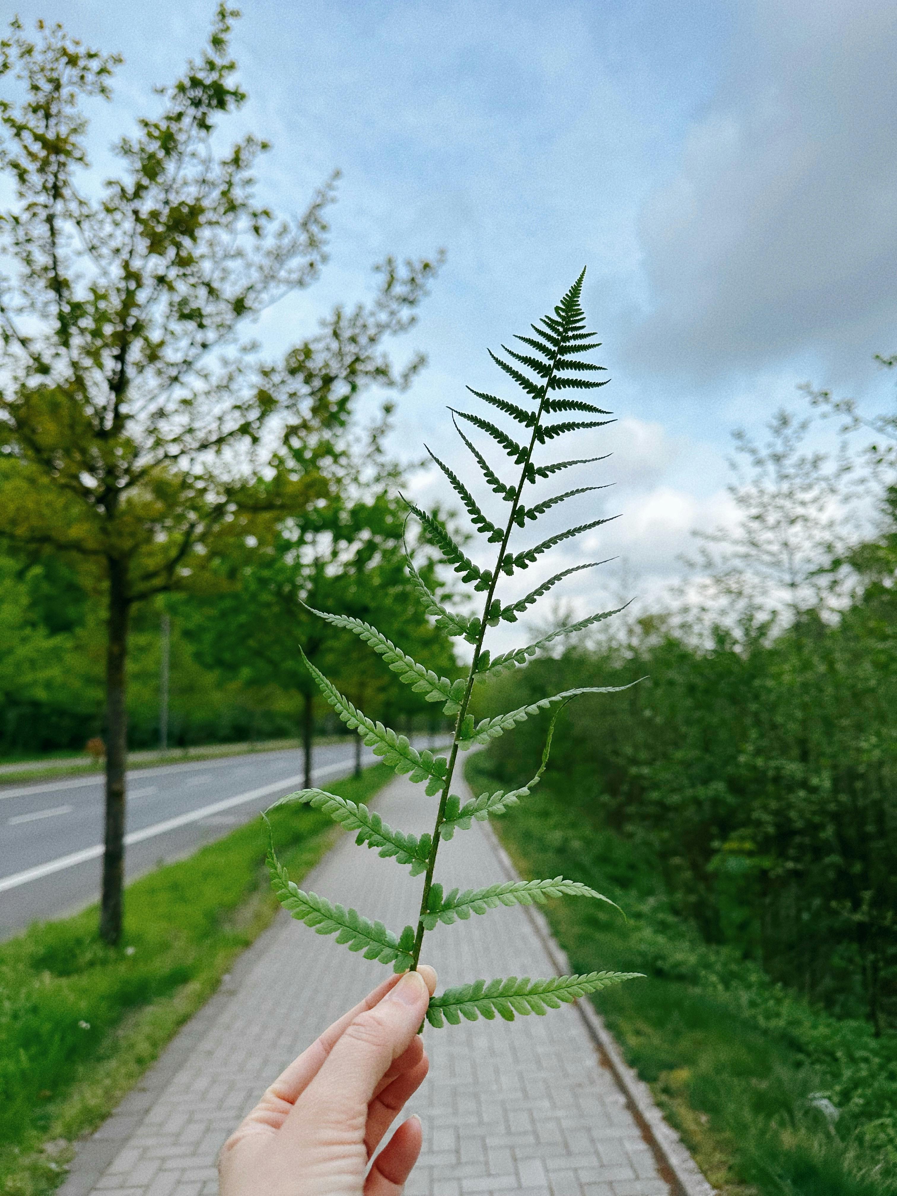 Hand Touching Tree Branch · Free Stock Photo