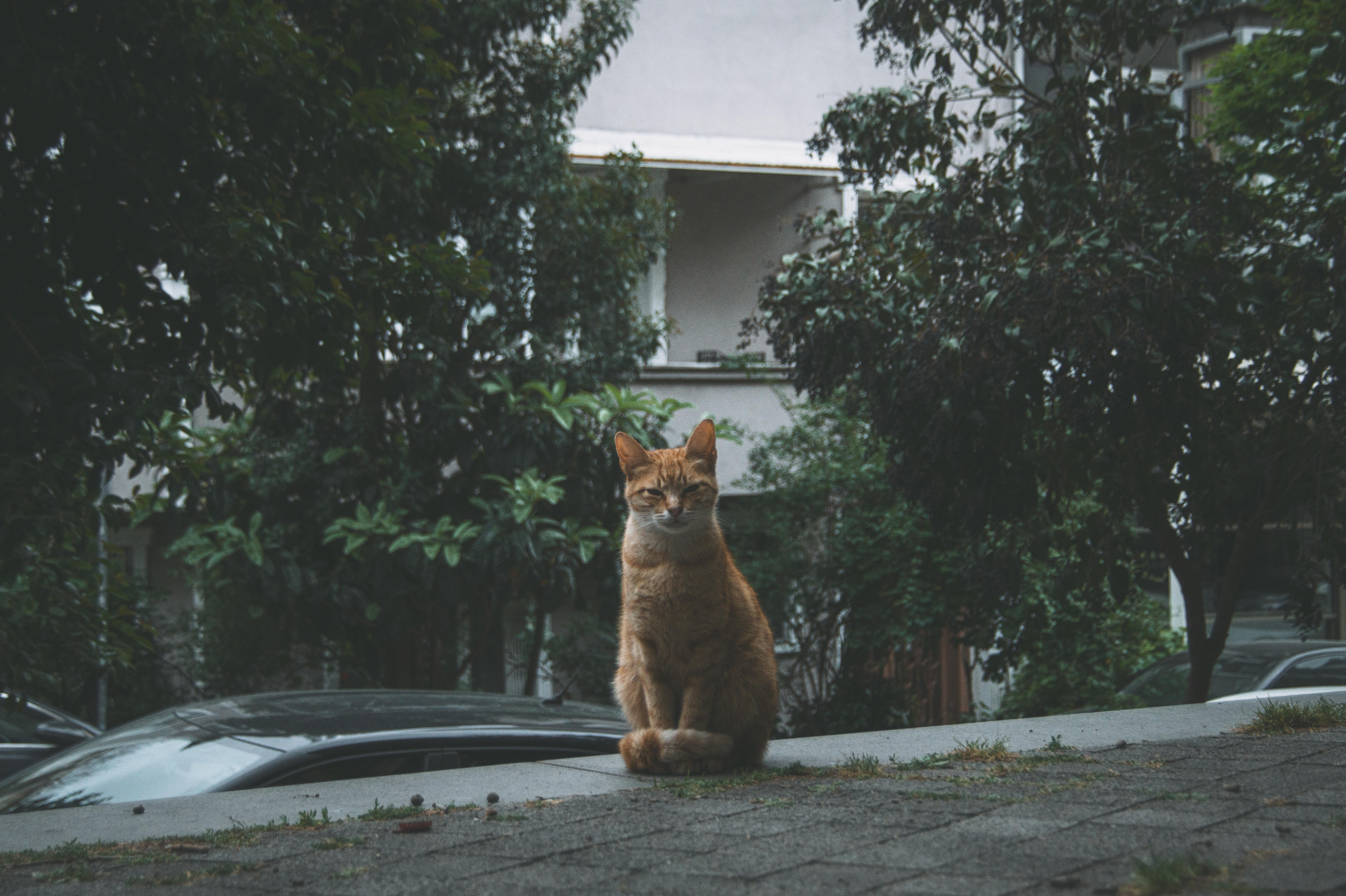 Ginger Wallpaper Photos, Download The BEST Free Ginger Wallpaper Stock ...