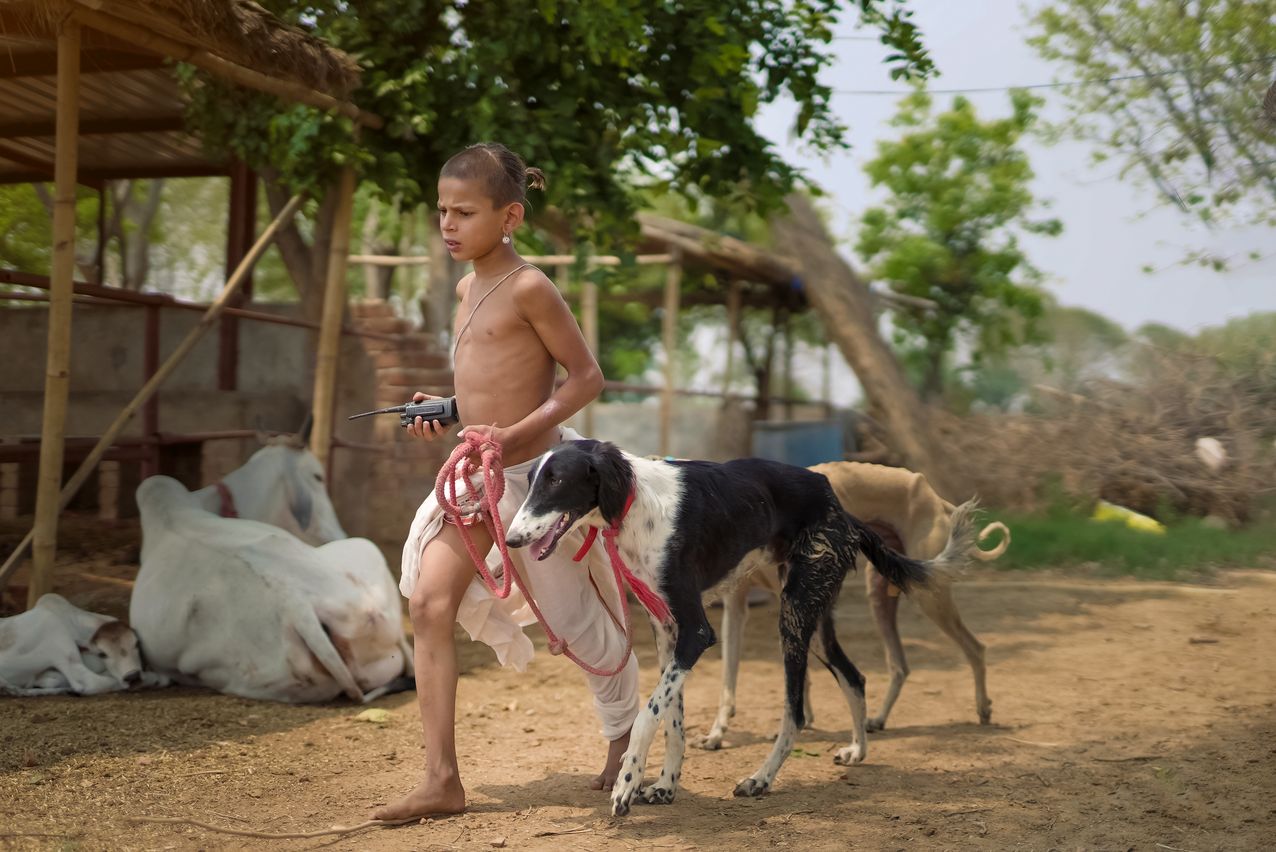 What Country Has the Most Dogs in the World: A Canine Census
