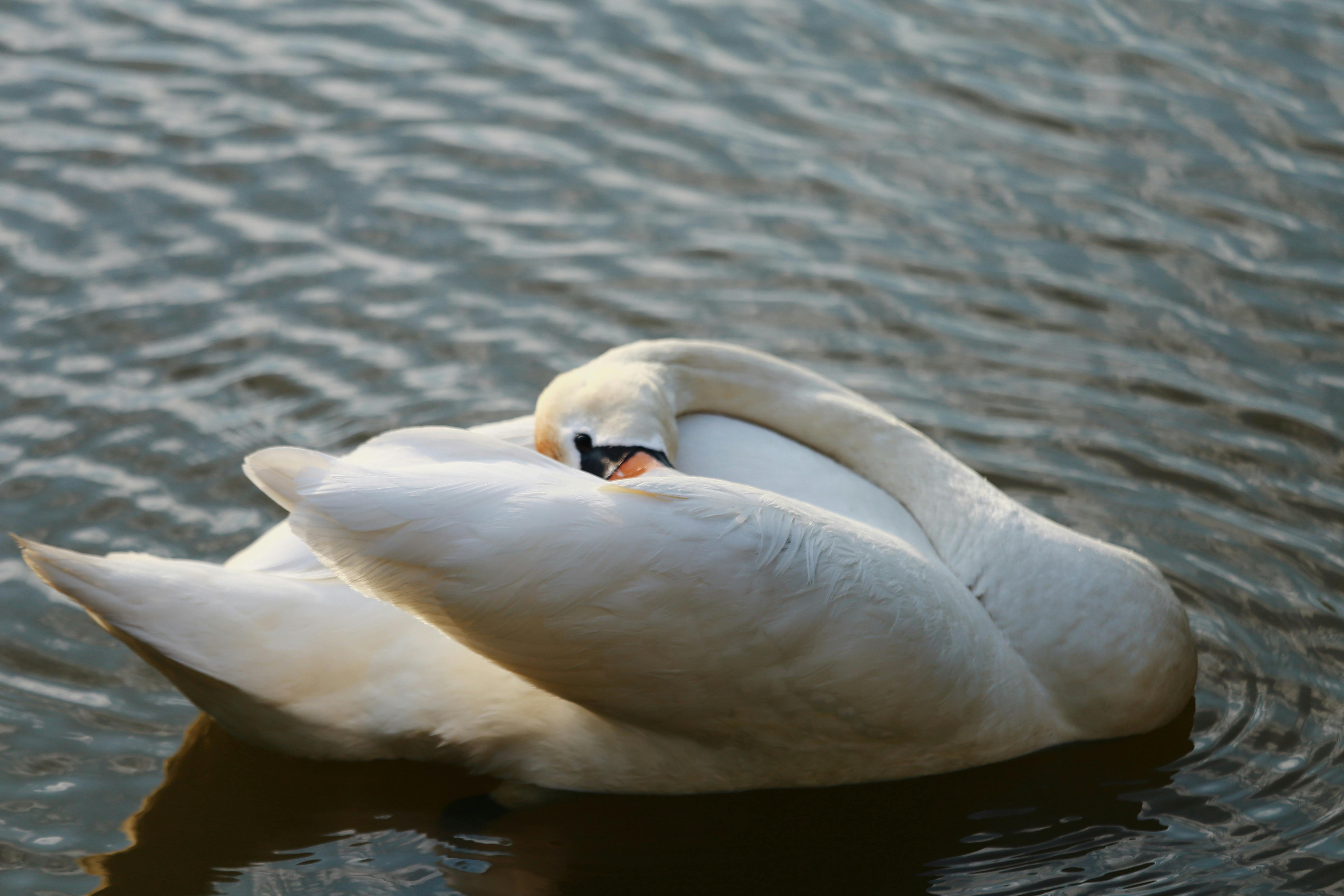 Close up of Swan Flock · Free Stock Photo