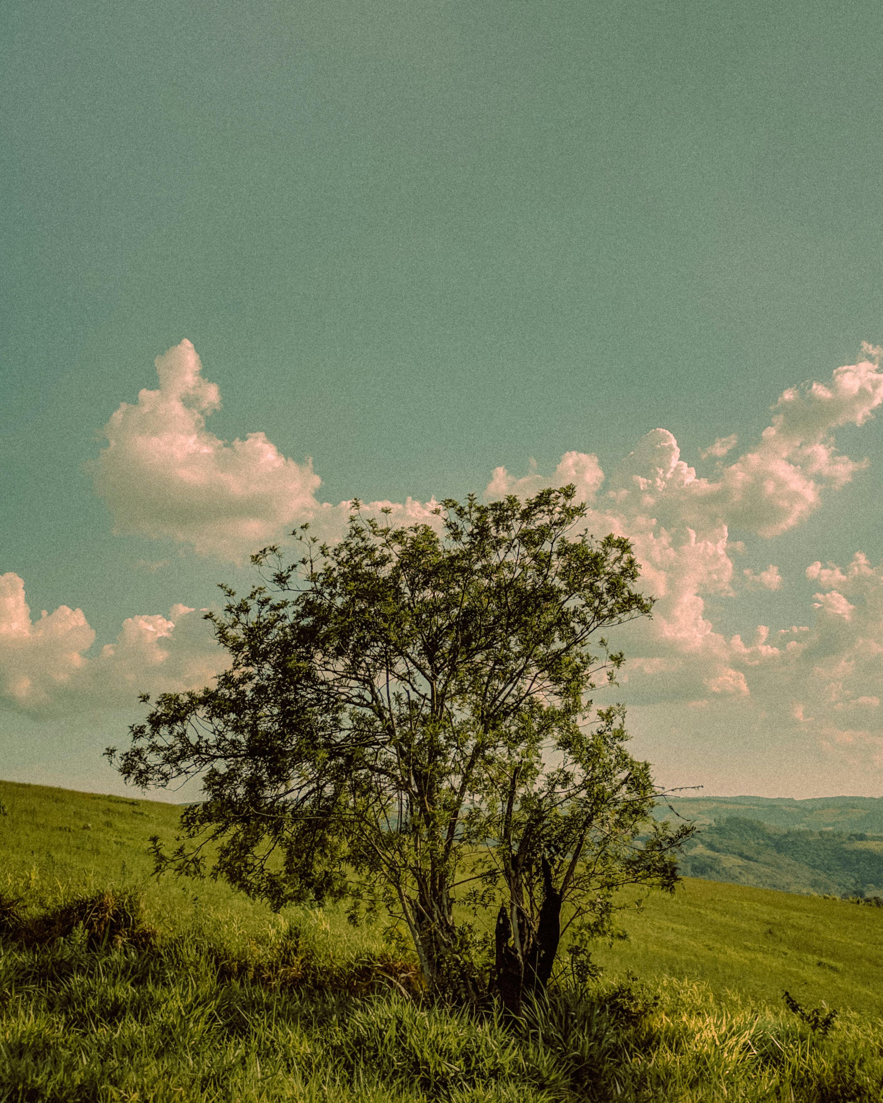 Single Tree on Grassland · Free Stock Photo
