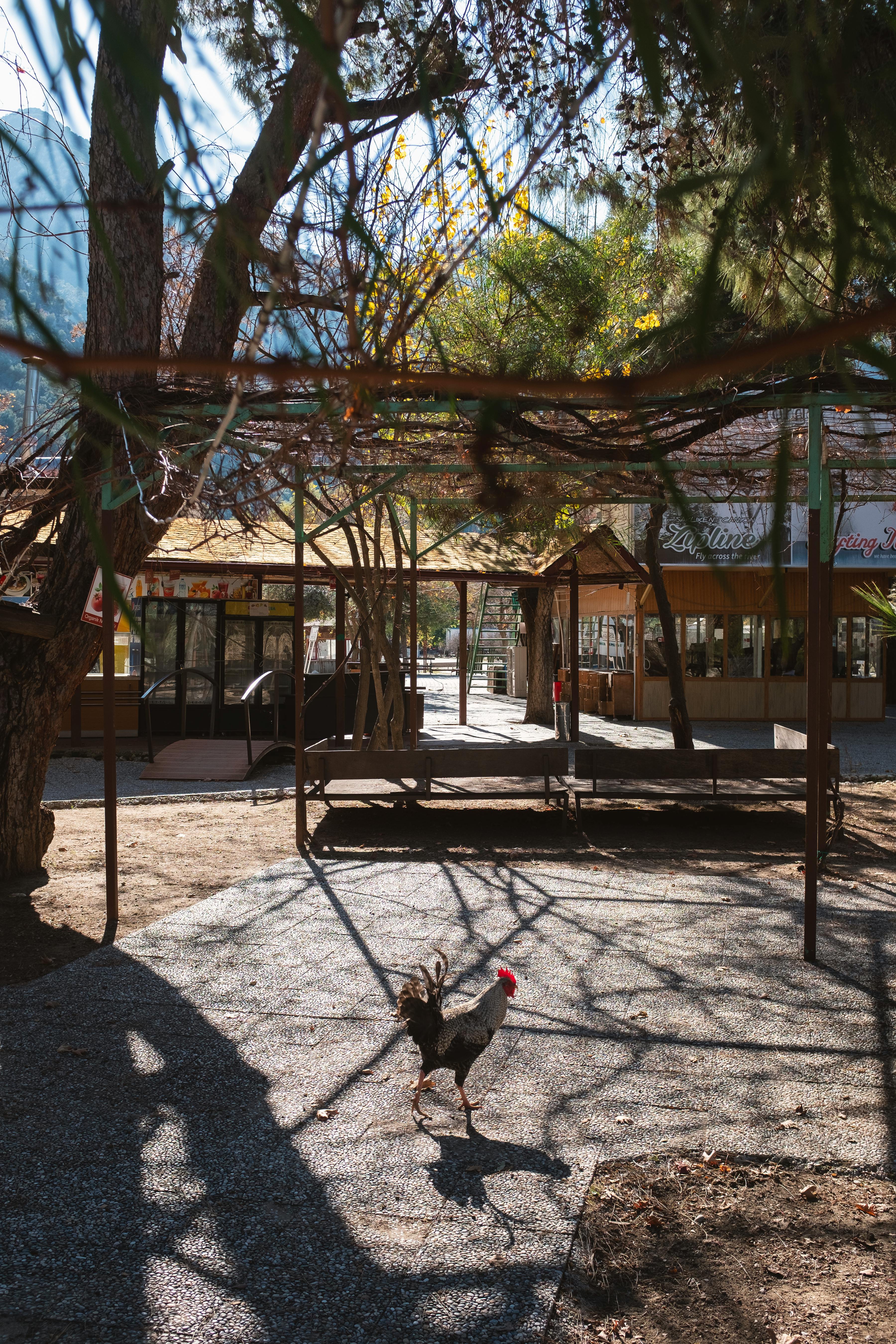 Free Range Native Chicken Photos, Download The BEST Free Free Range ...