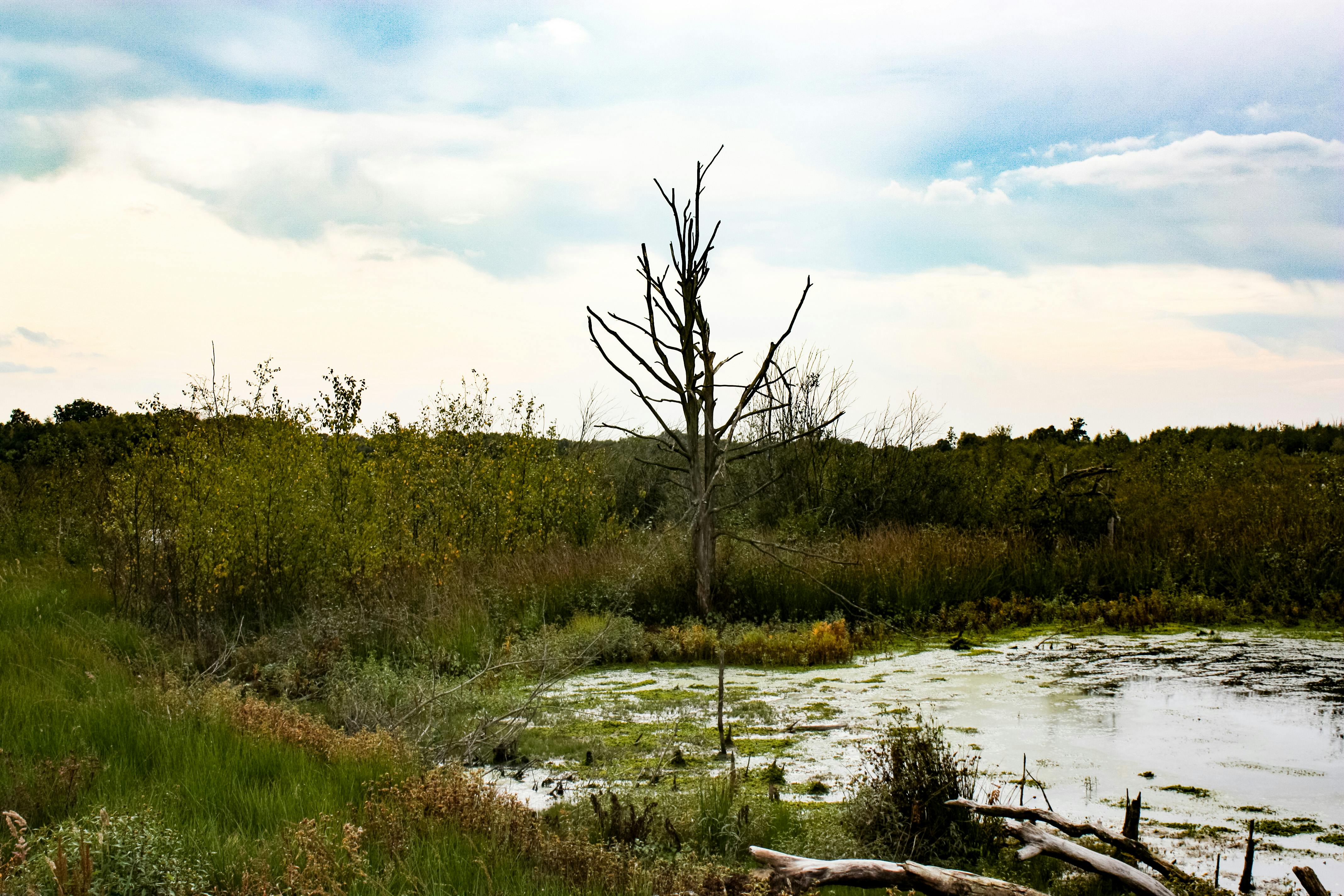 Free stock photo of swamp