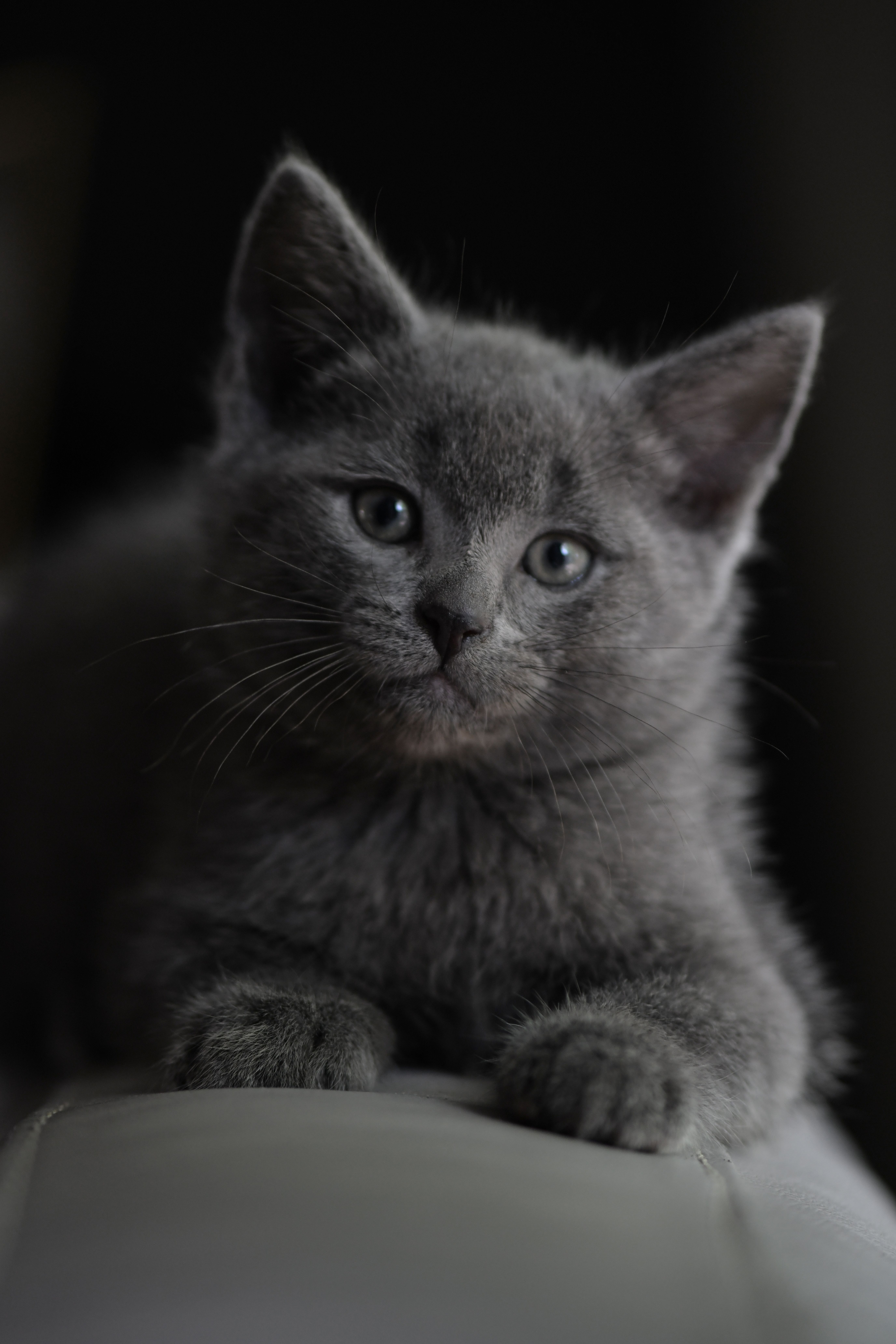 Gato Gris · Foto de stock gratuita