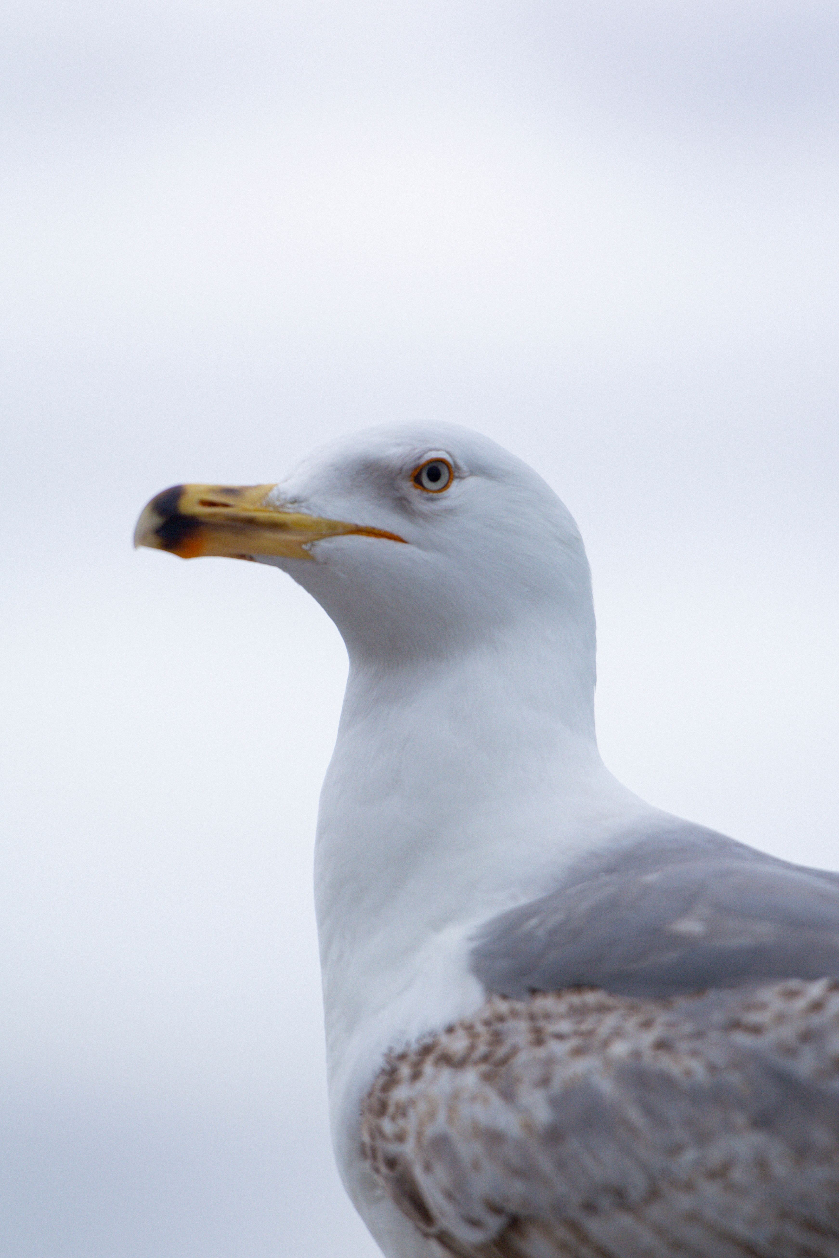 Close Up Photo of Seabirds · Free Stock Photo