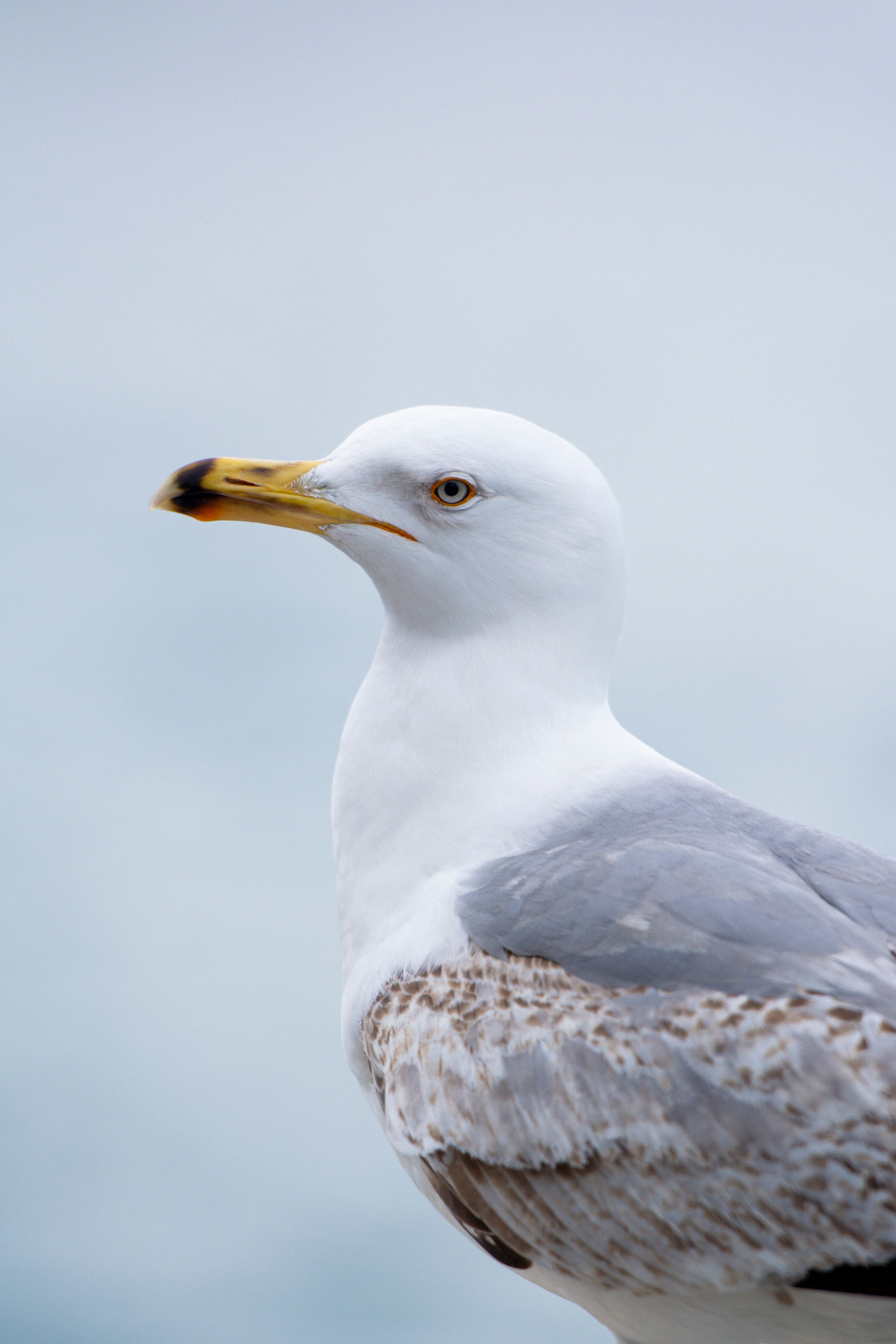 Portrait of a Seagull · Free Stock Photo