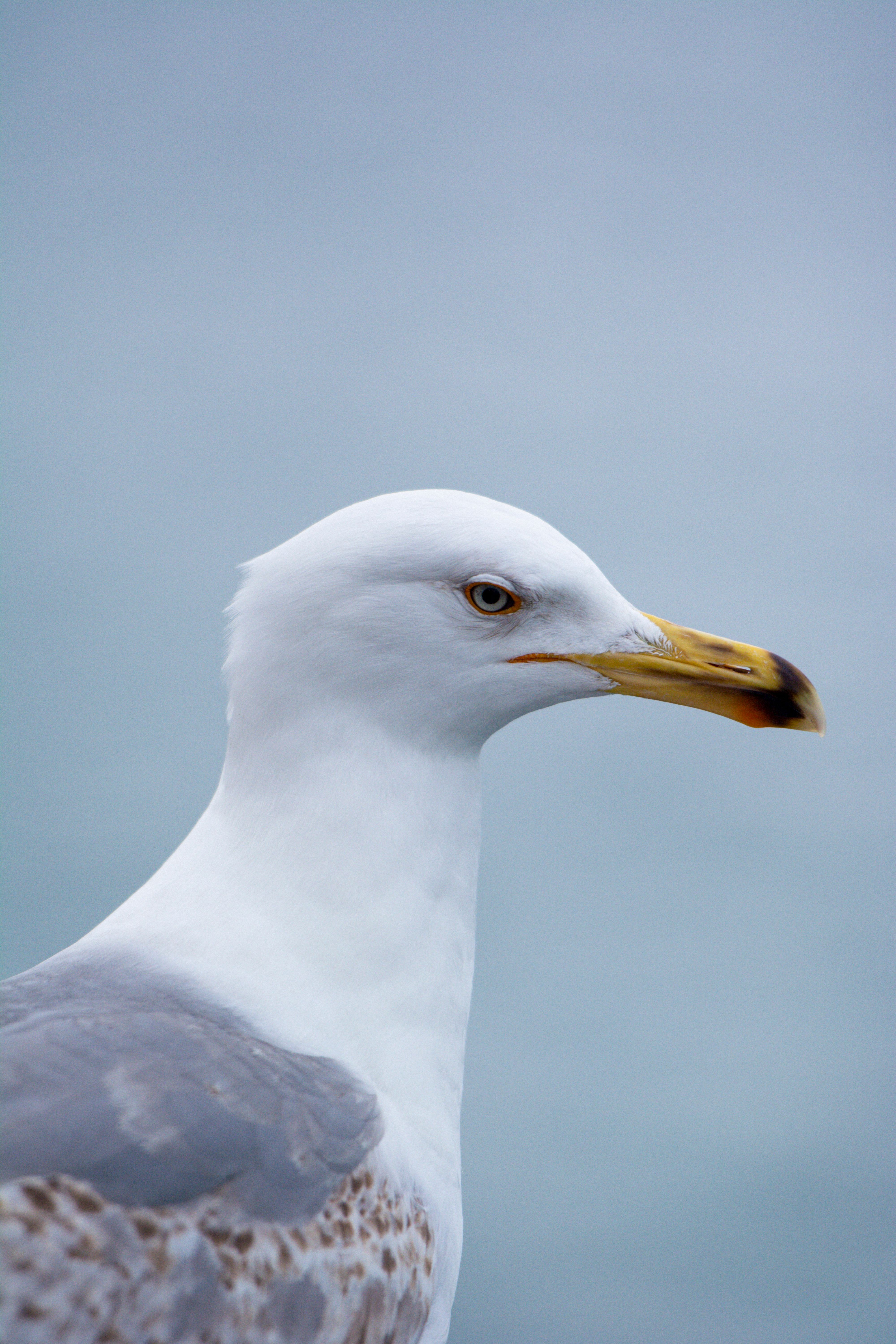European Herring Gull in Flight · Free Stock Photo