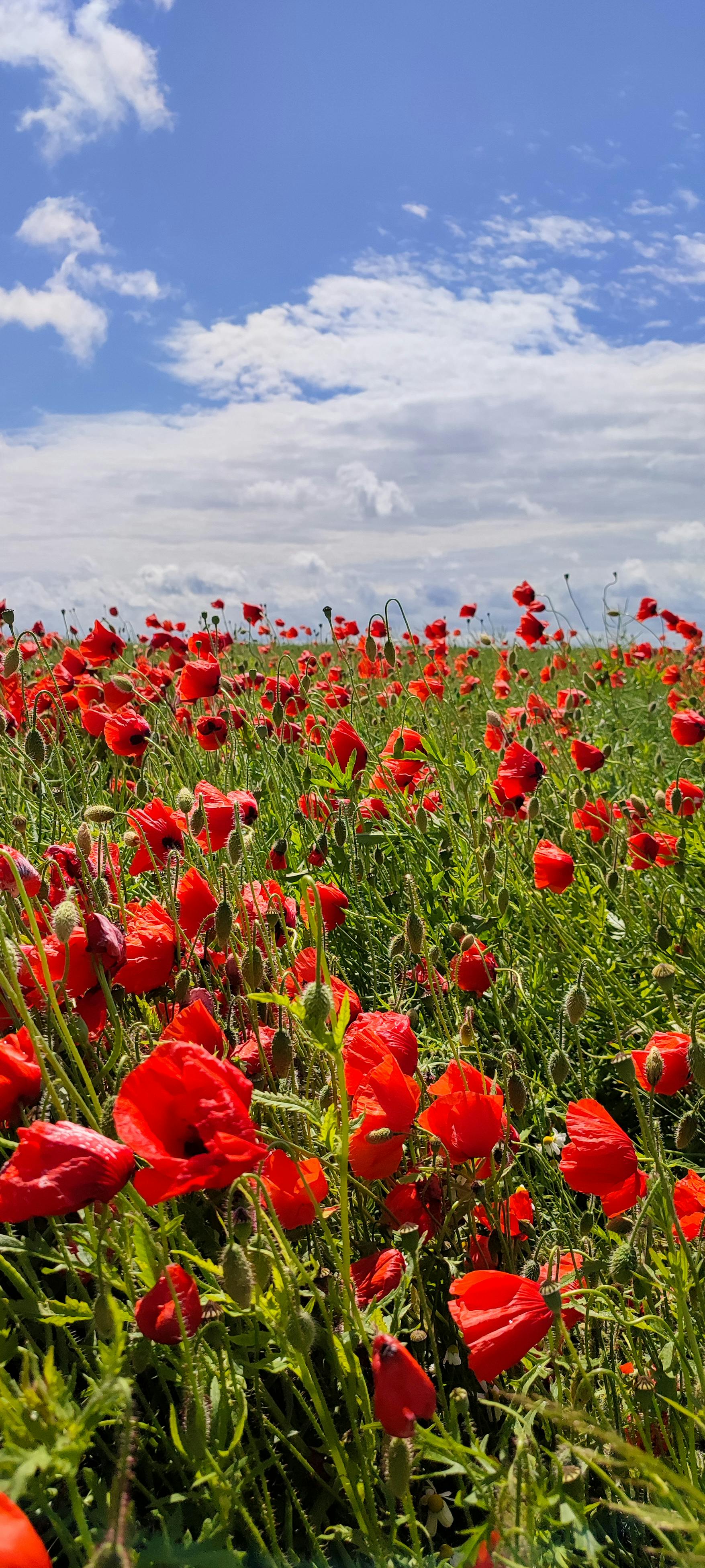 Close-up of a Poppy on a Grass Field · Free Stock Photo