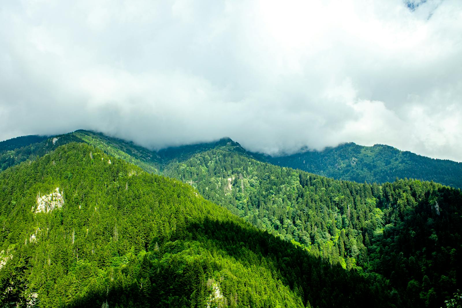 Dense Population Photos, Download The BEST Free Dense Population Stock ...