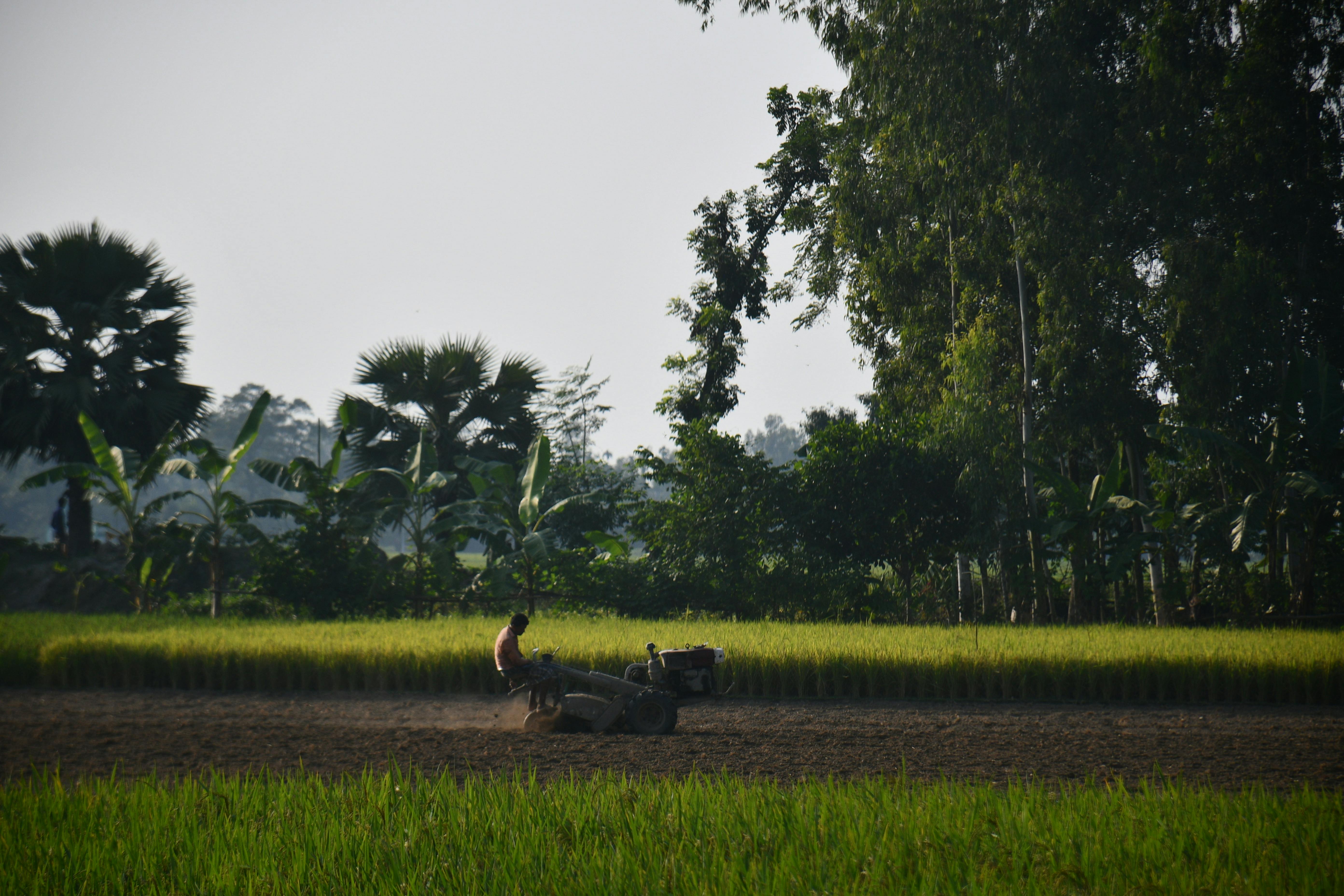Farmers harvesting Crops from a Plantation · Free Stock Photo