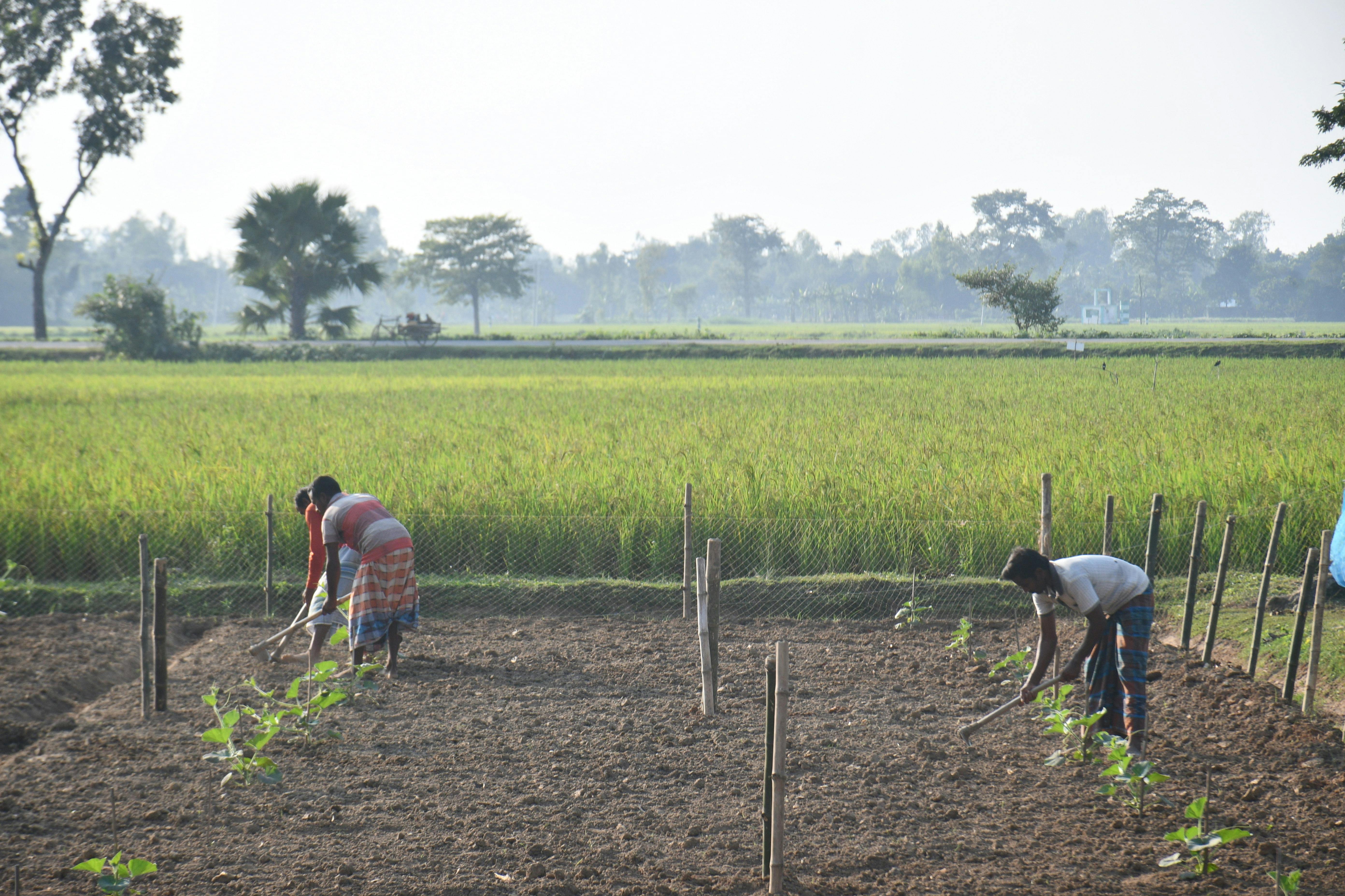 Man Holding Hoe · Free Stock Photo