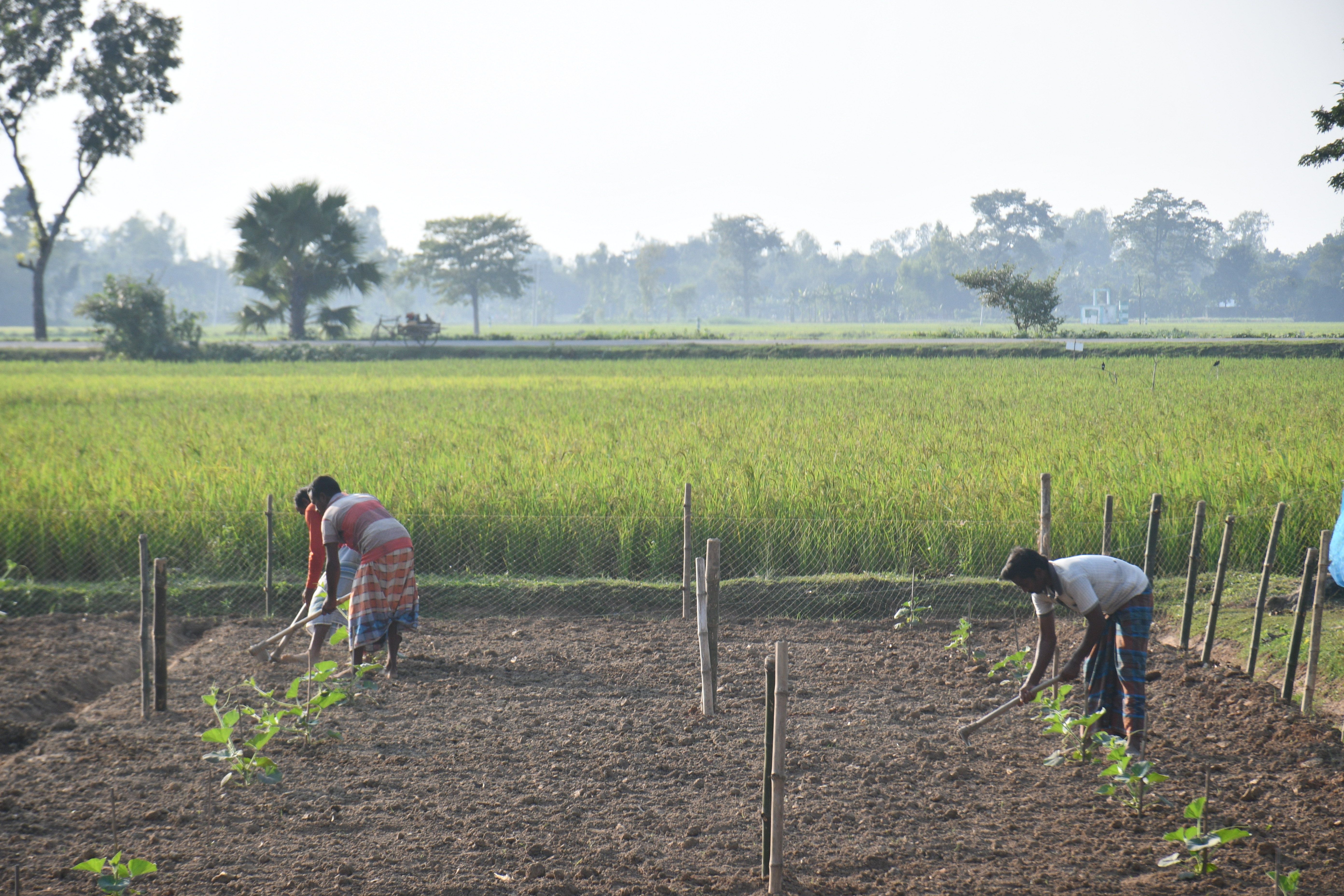People Gardening with Hand Hoe · Free Stock Photo