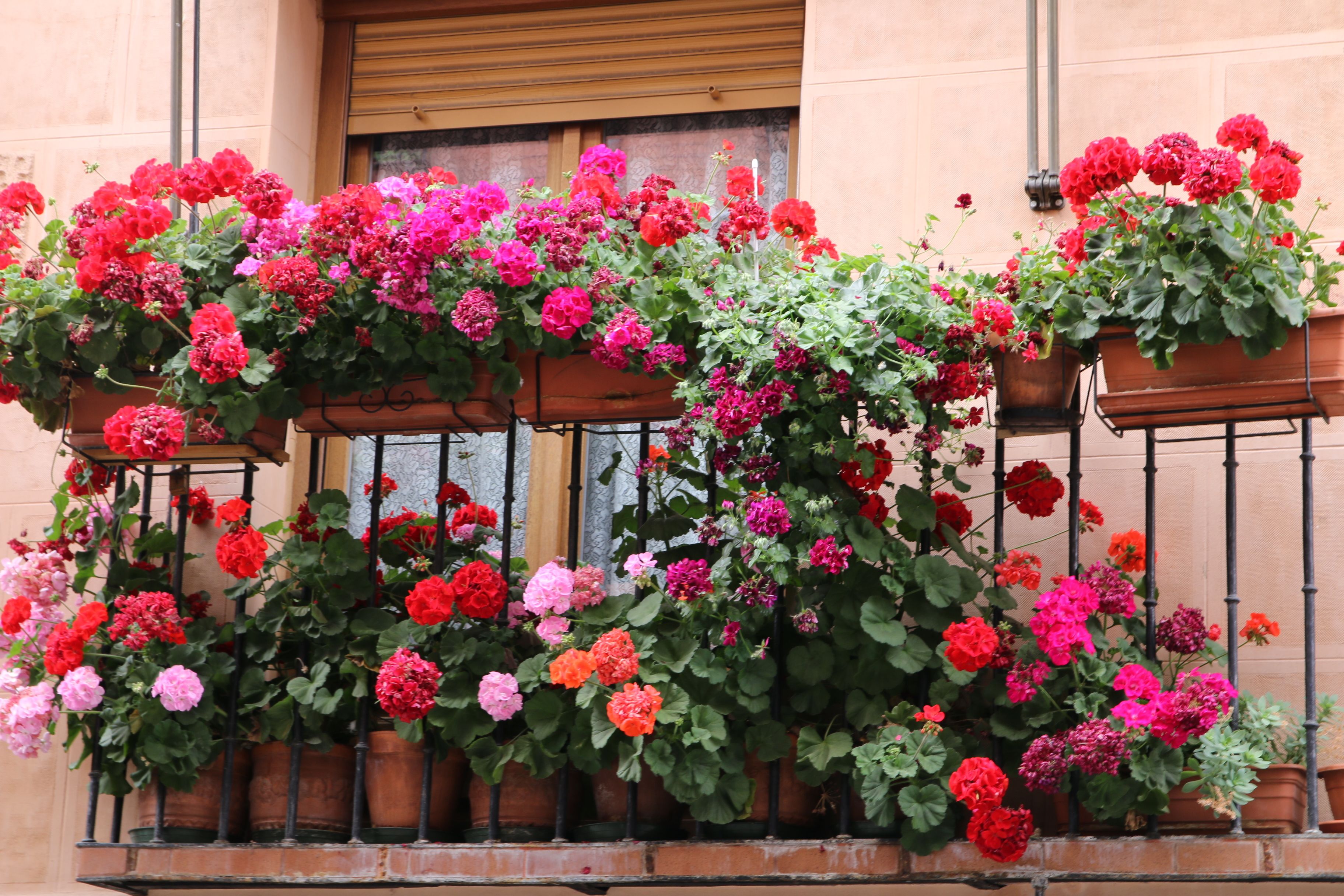 Geraniums Photos, Download The BEST Free Geraniums Stock Photos & HD Images