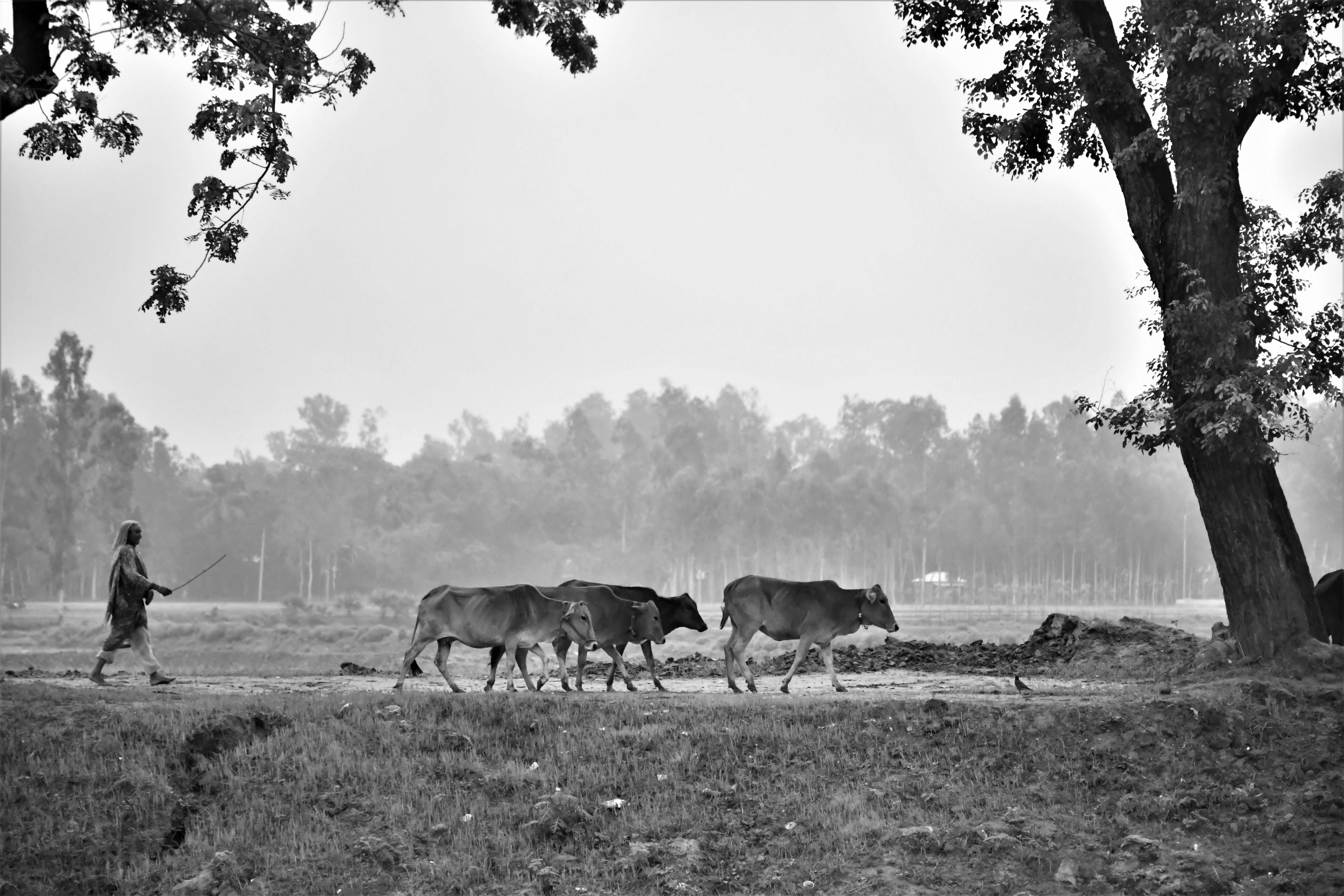 Man Walking with Ox on Road · Free Stock Photo