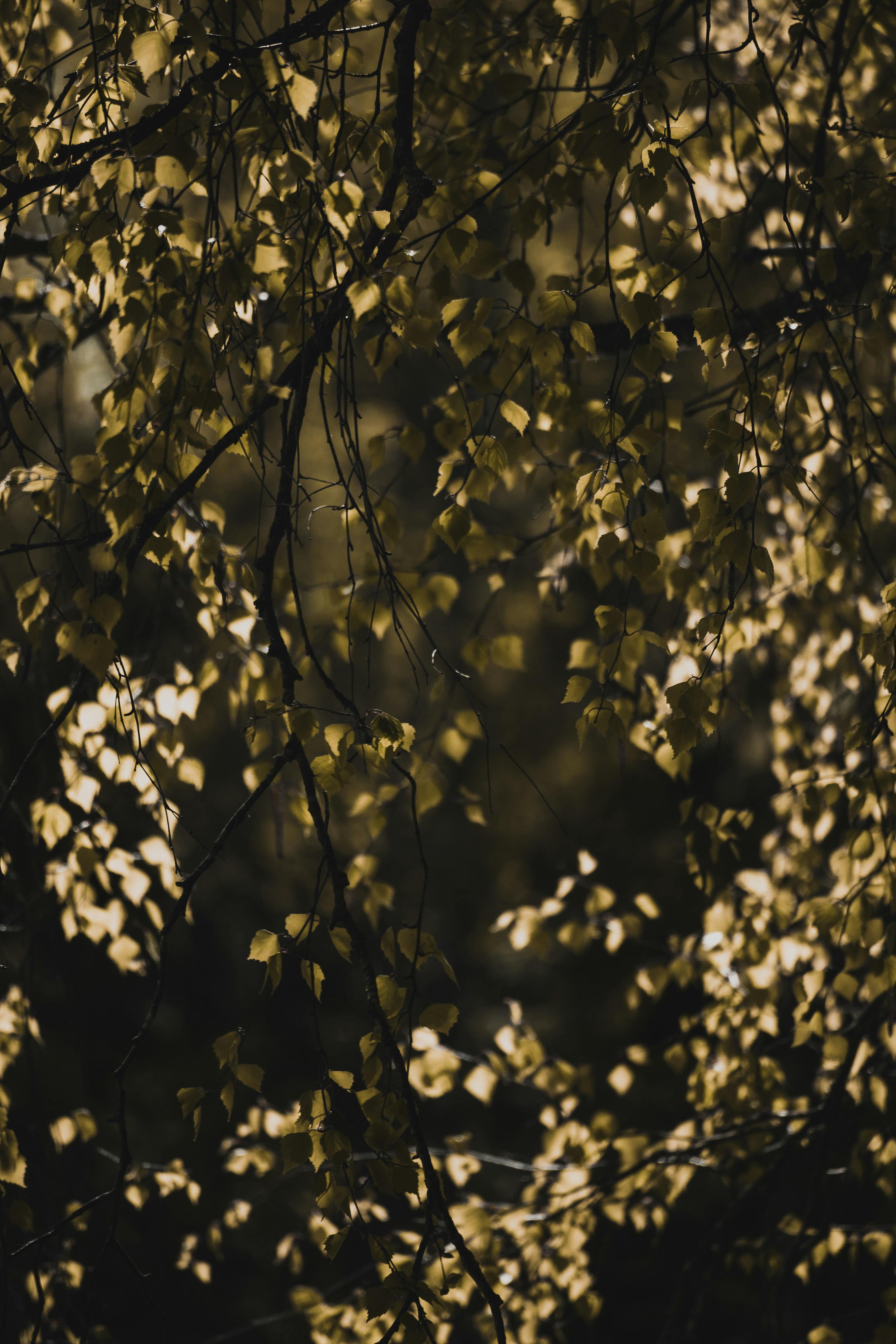 Autumn Leaves Falling Photos, Download The BEST Free Autumn Leaves ...