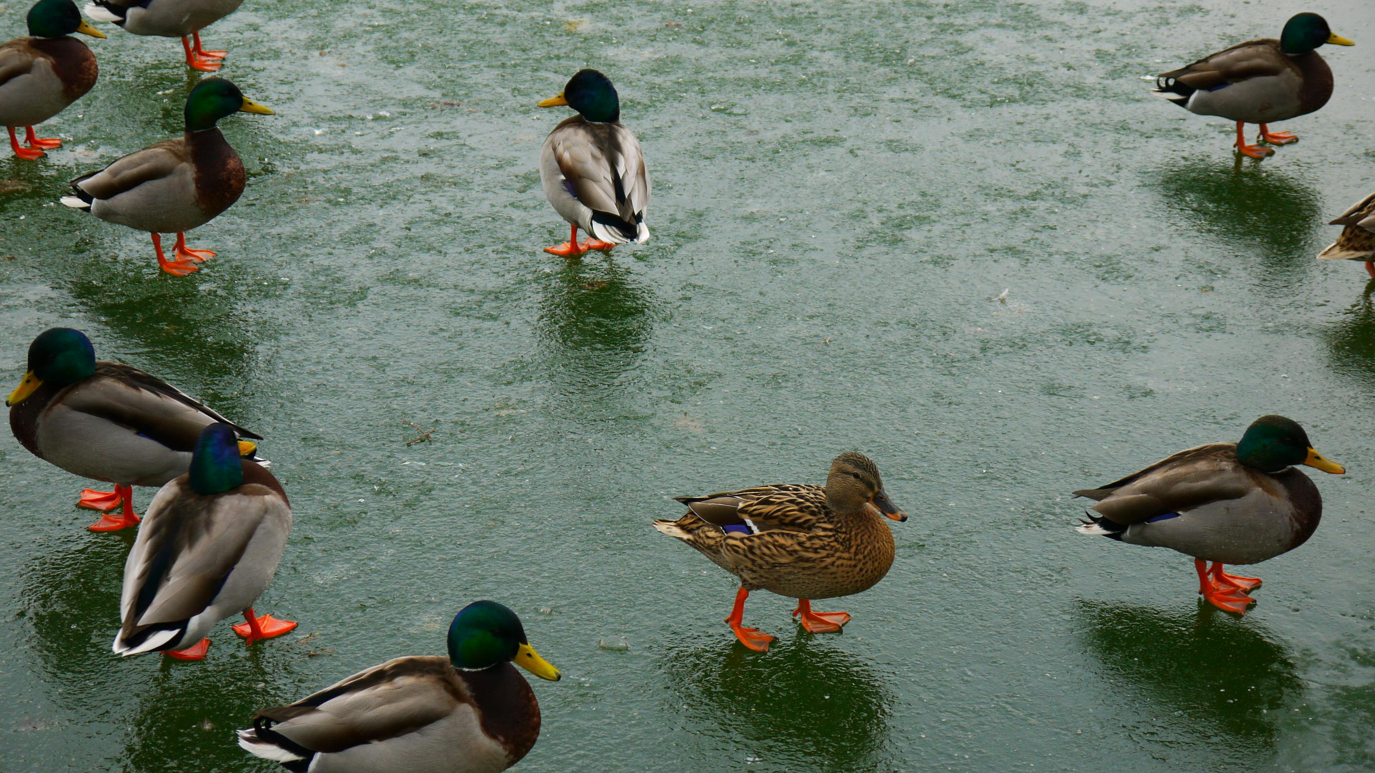 Raining Ducks Photos, Download The BEST Free Raining Ducks Stock Photos ...