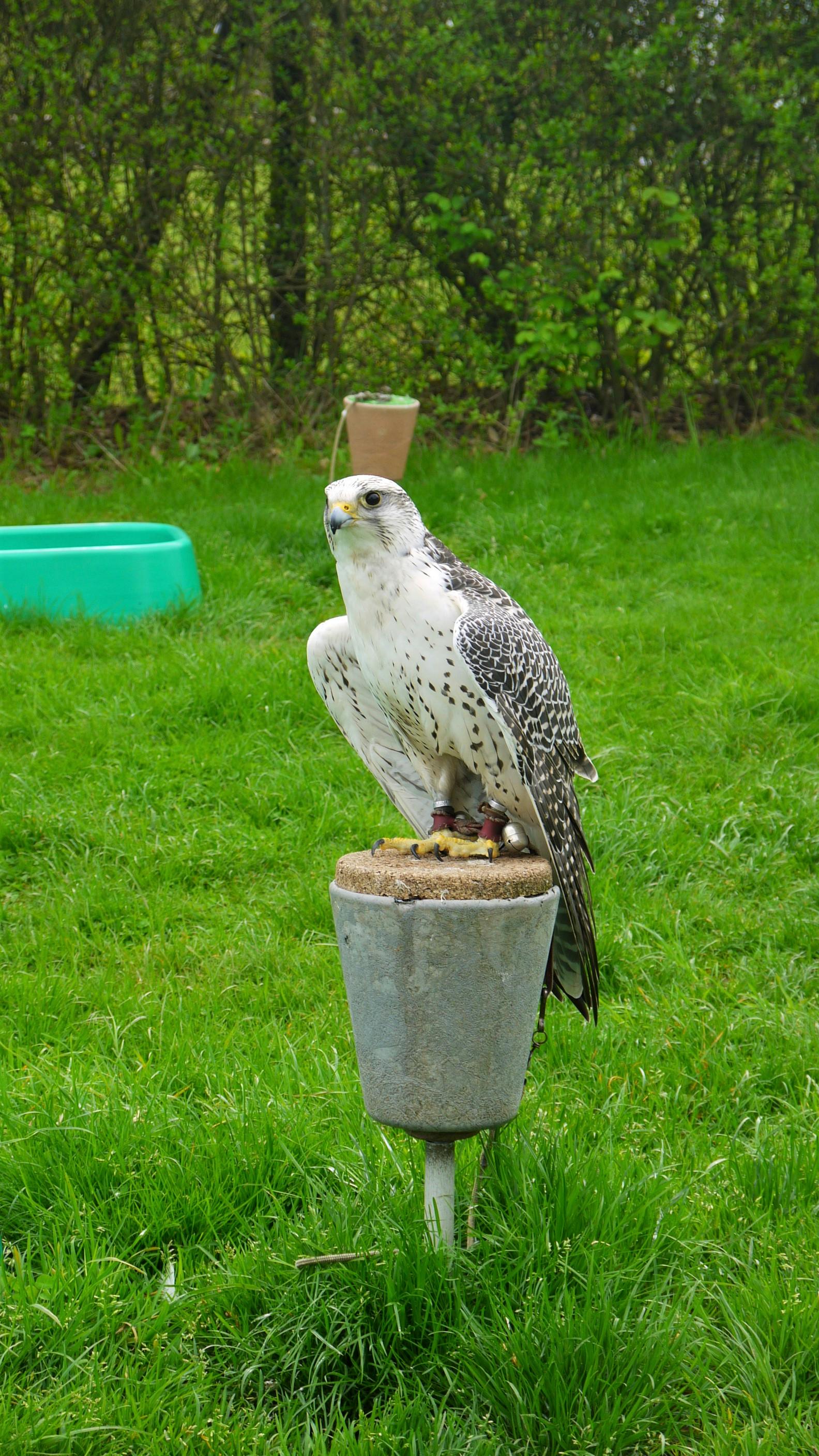 Gyrfalcon in Garden · Free Stock Photo