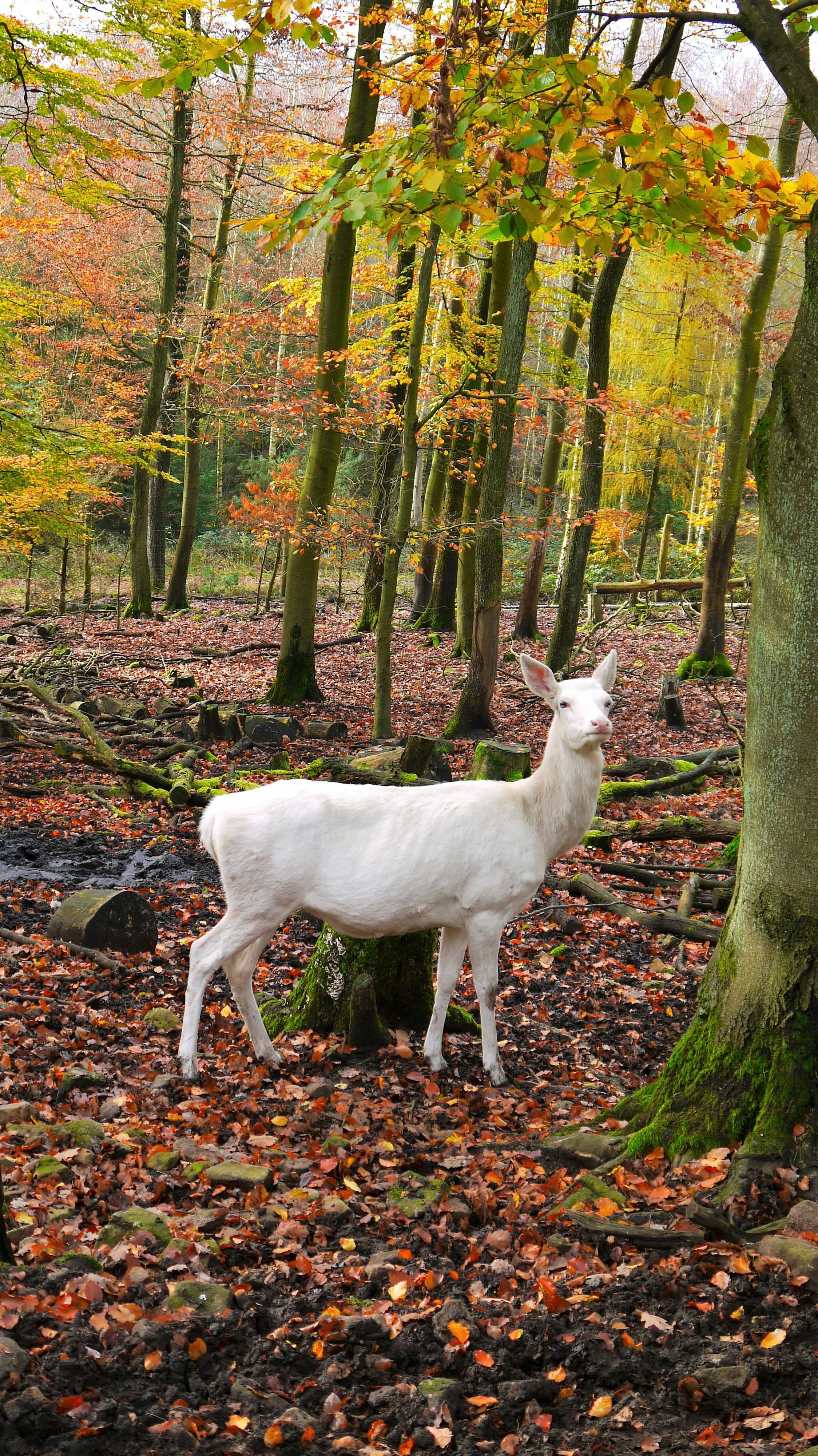 A Deer in a Forest · Free Stock Photo