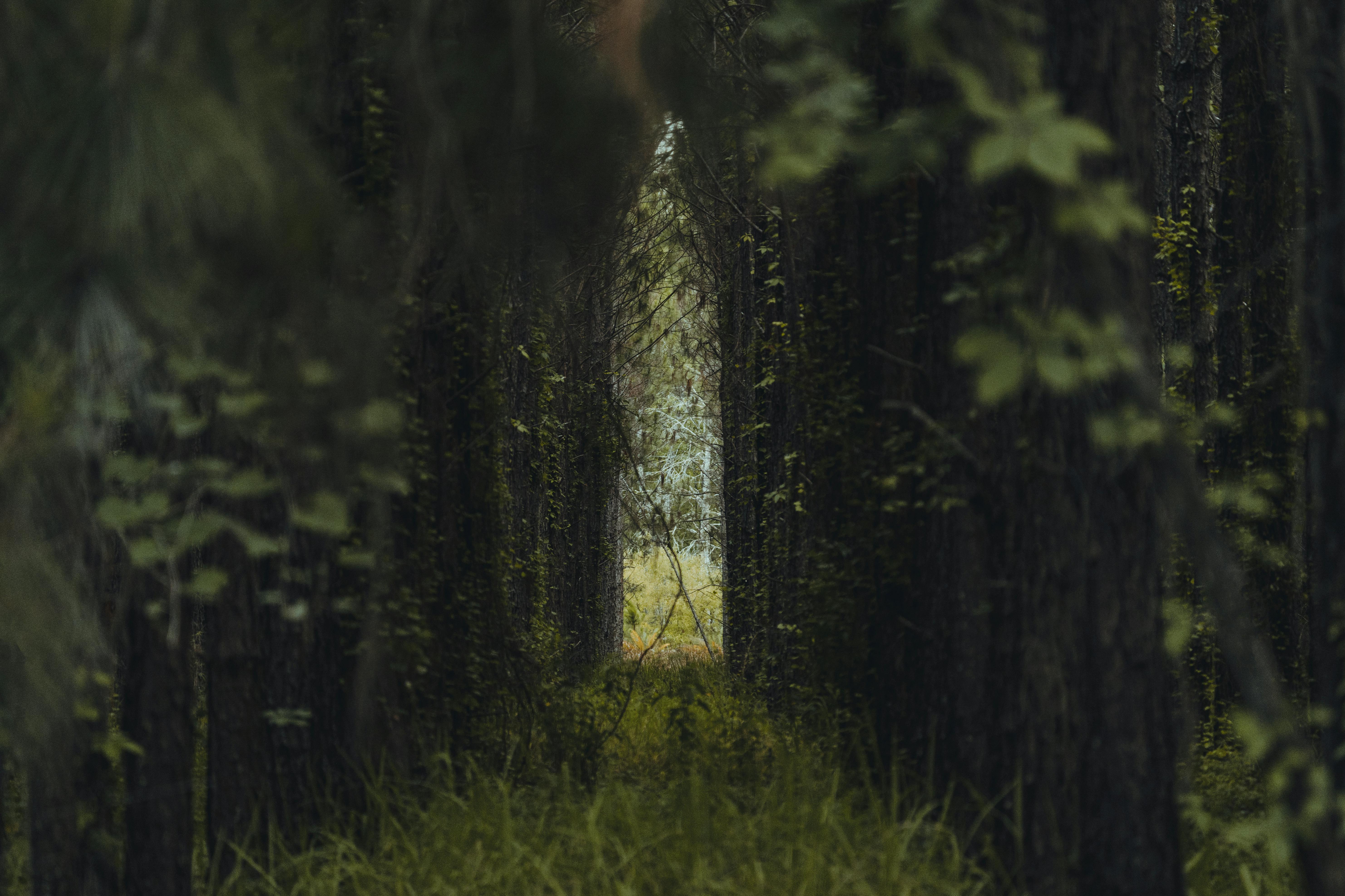 Green Corridor between Trees · Free Stock Photo