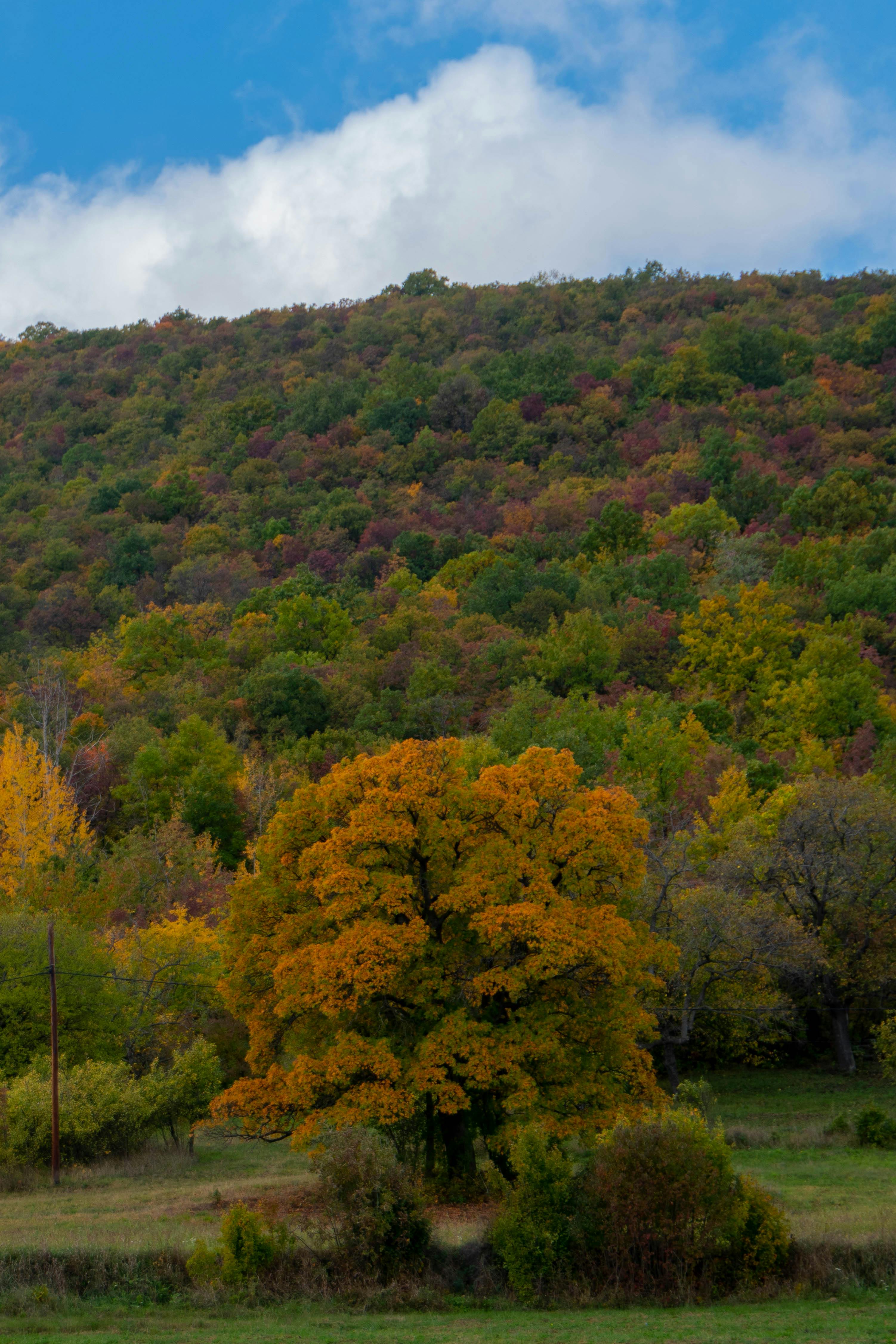 Colorful Nature Photos, Download The BEST Free Colorful Nature Stock ...