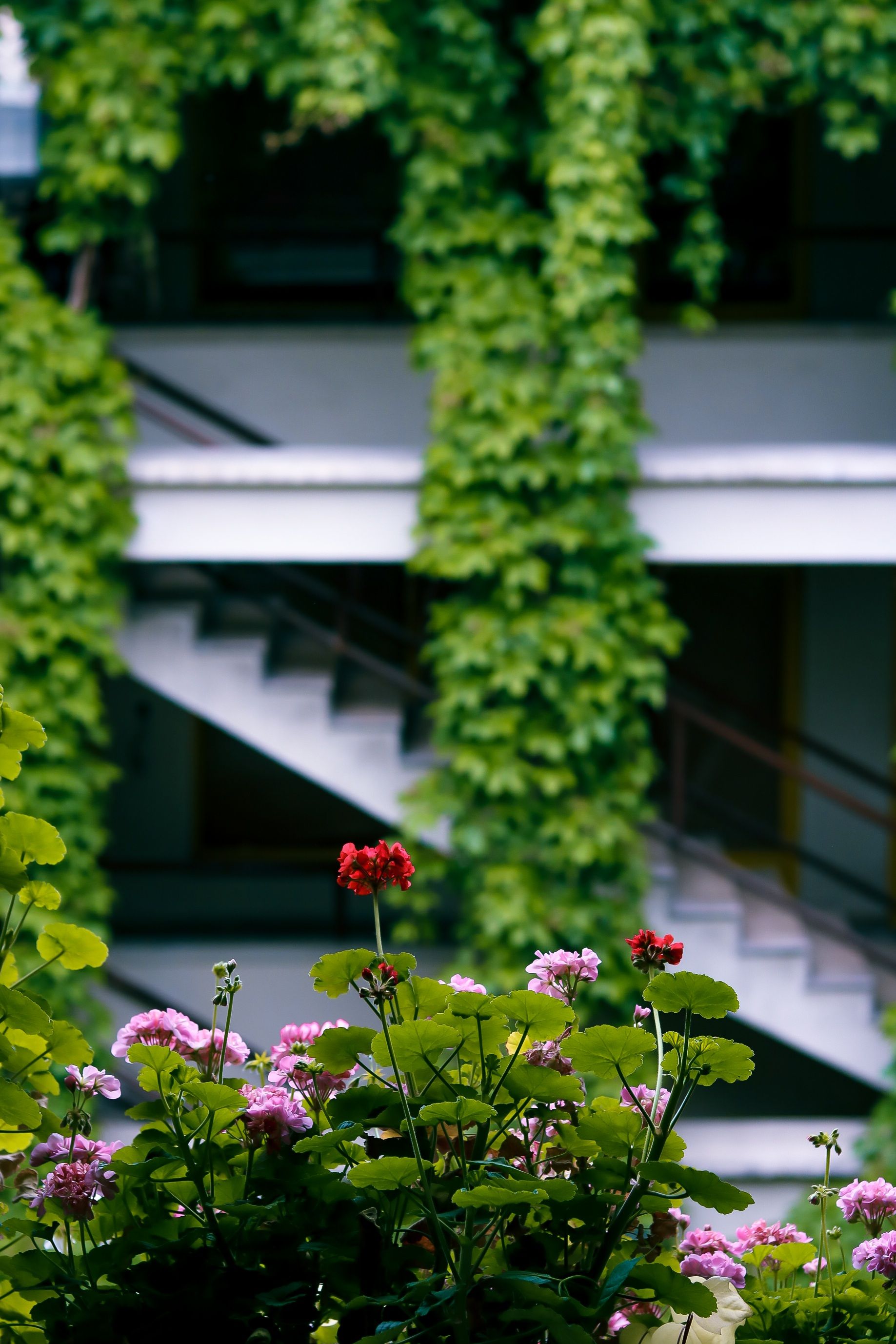Ivy behind Window · Free Stock Photo